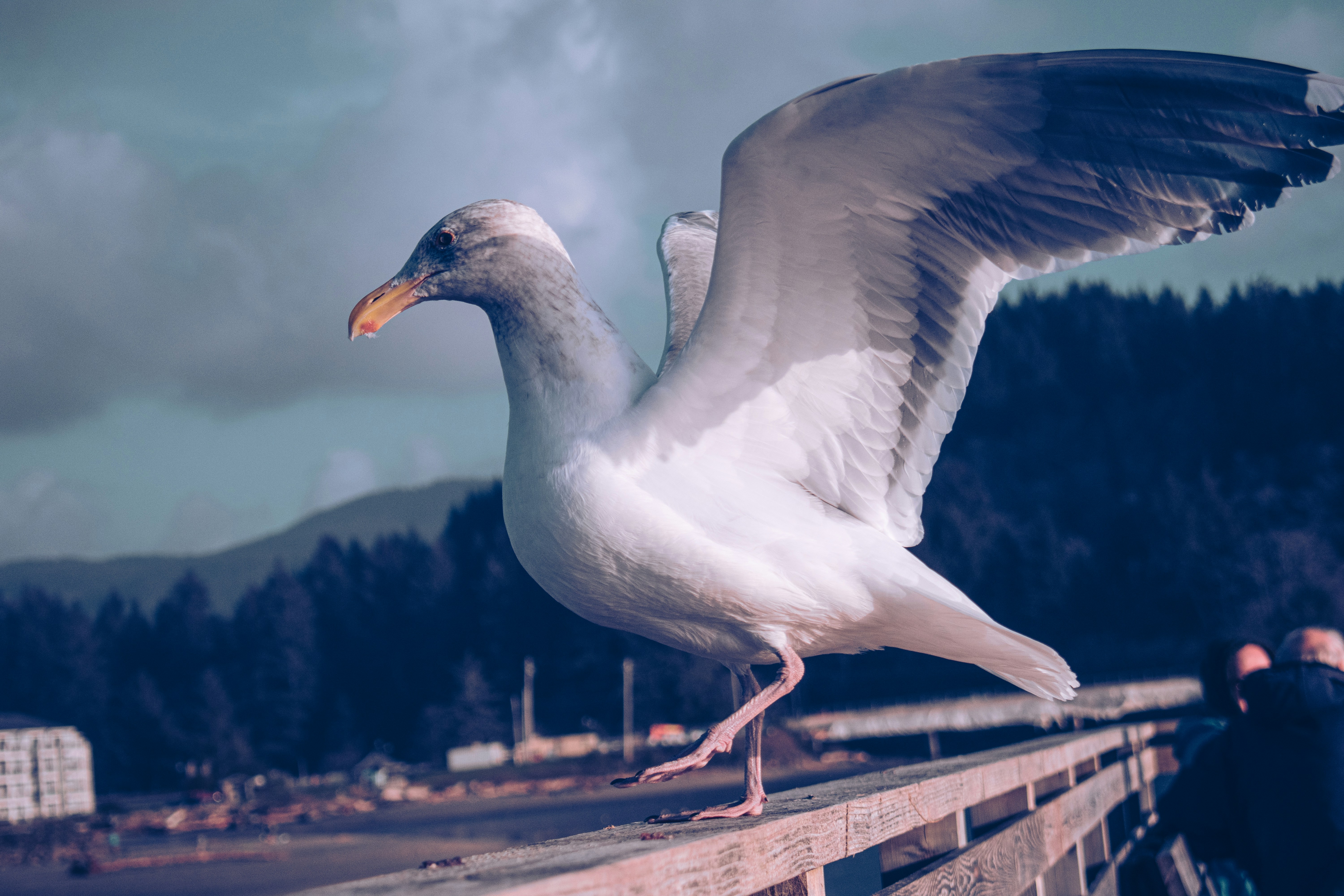 A seagull poised elegantly on a wooden pier, wings partially spread, against a backdrop of a cloudy sky and distant trees.