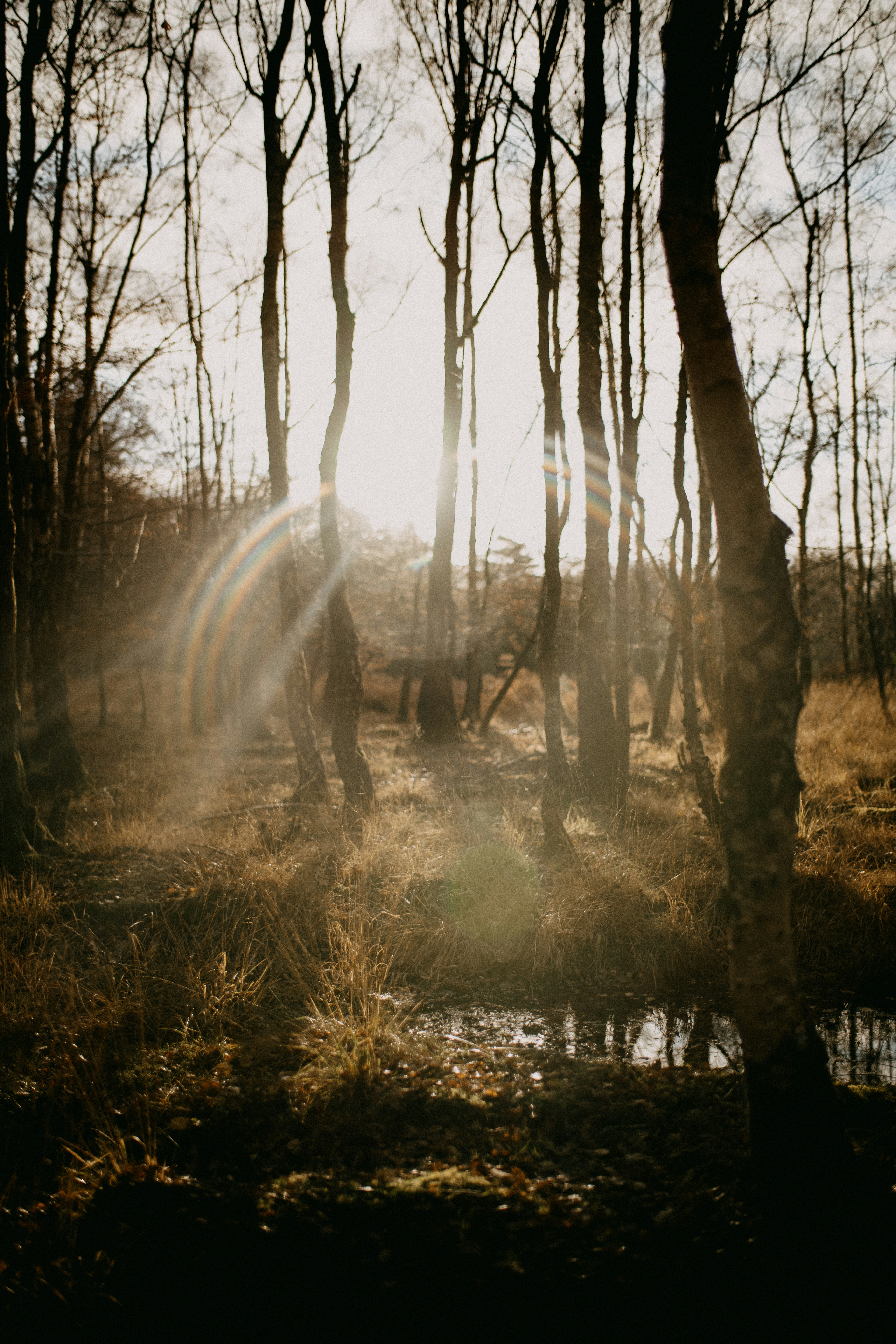 Gold Hour Through a Birch Curtain: Backlit Forest and Gentle Lens Flare