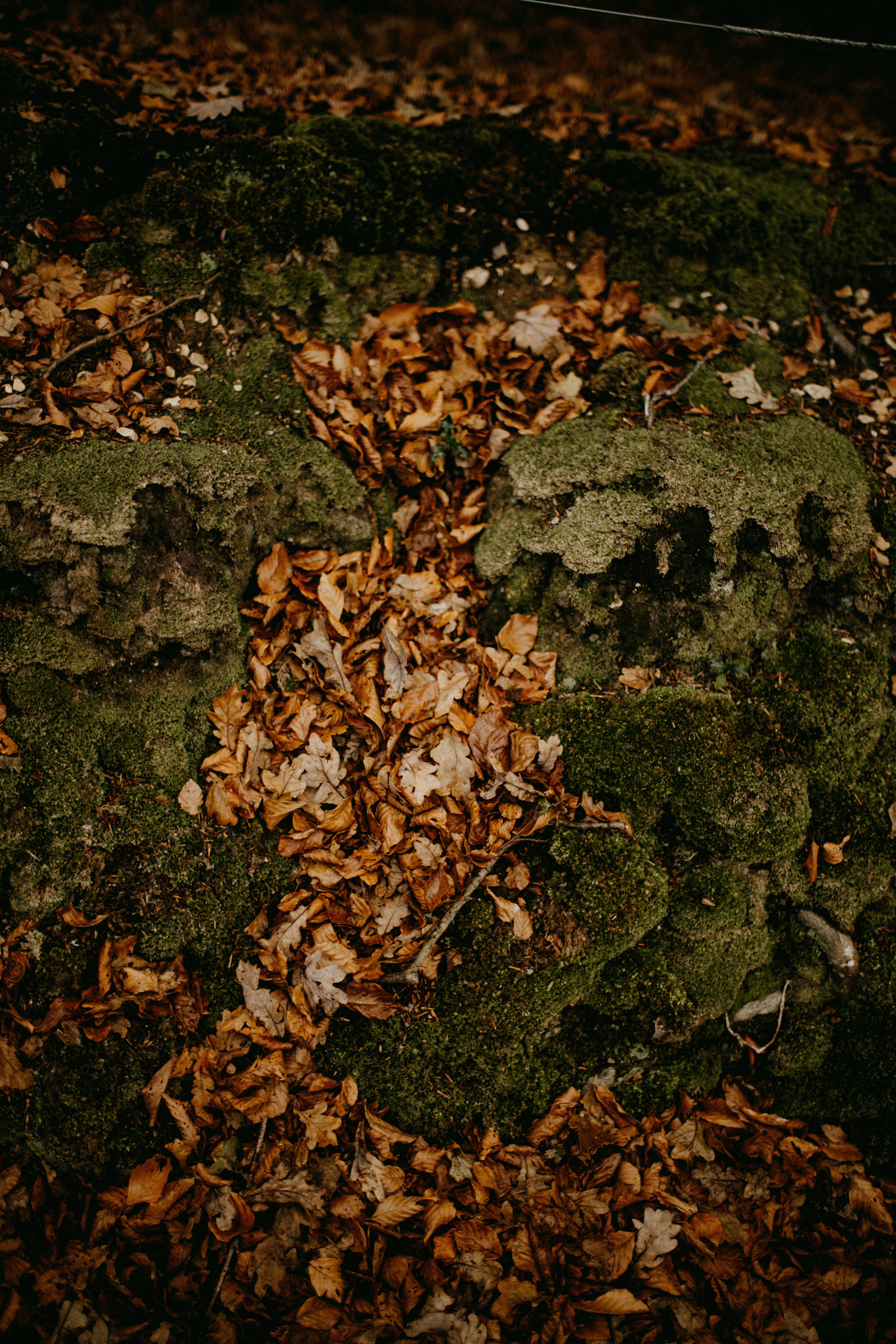 Vibrant autumn leaves scattered over moss-covered stones, creating a natural collage. The earthy tones blend harmoniously, showcasing the beauty of decay.
