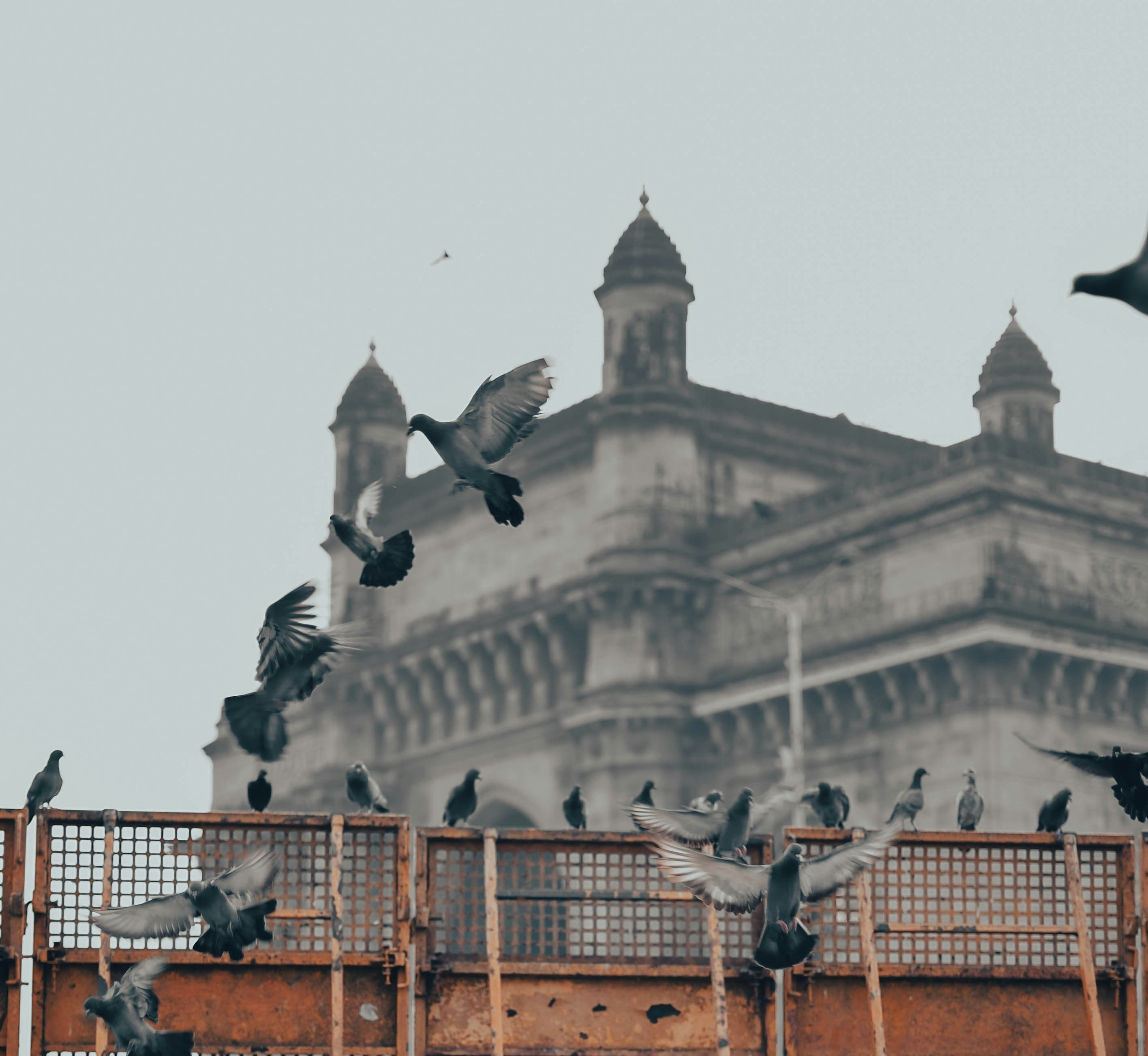 Pigeons take flight near a historic building, creating a dynamic scene that contrasts nature with urban architecture.