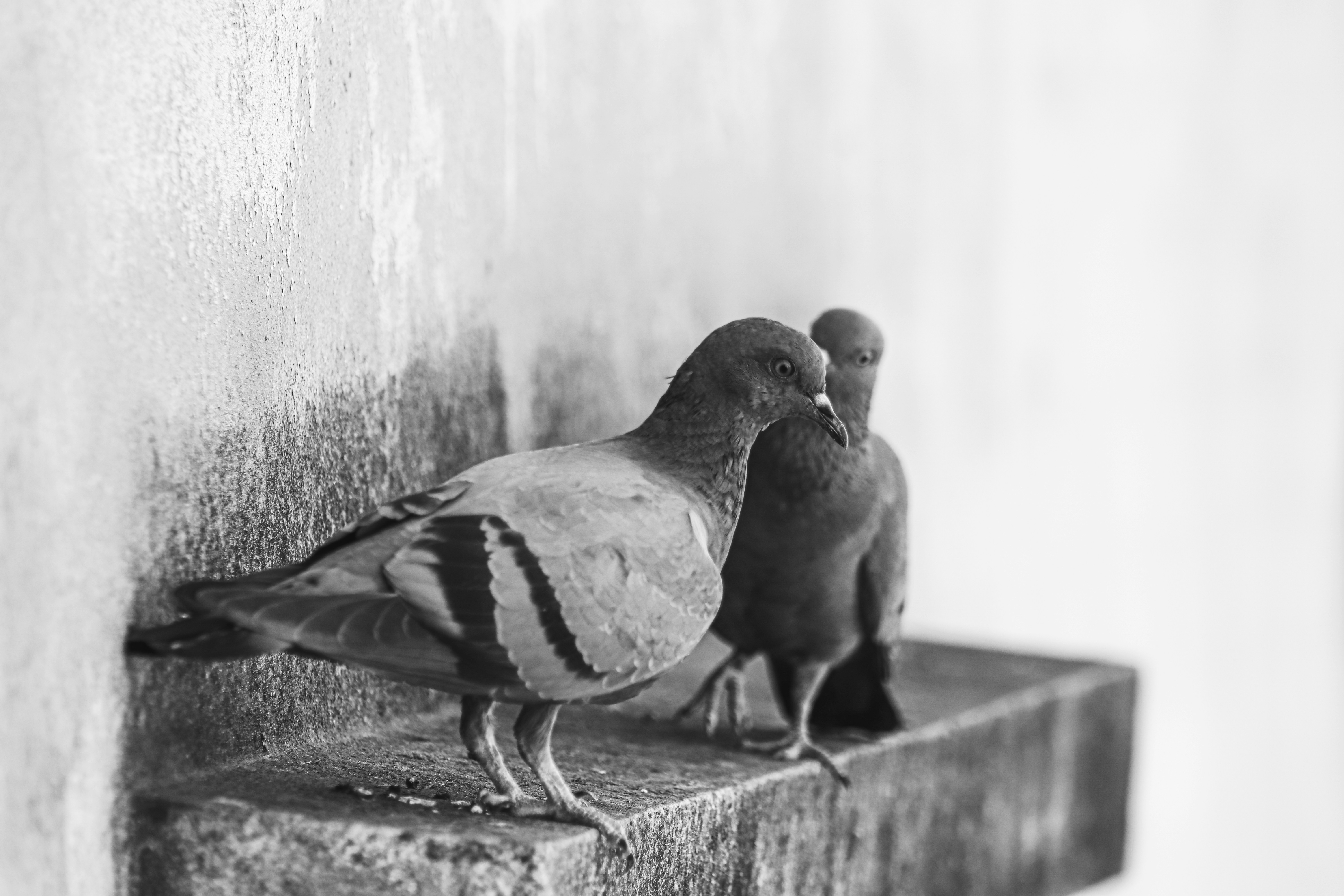 Monochrome Sentries: Two Pigeons on a Weathered Ledge