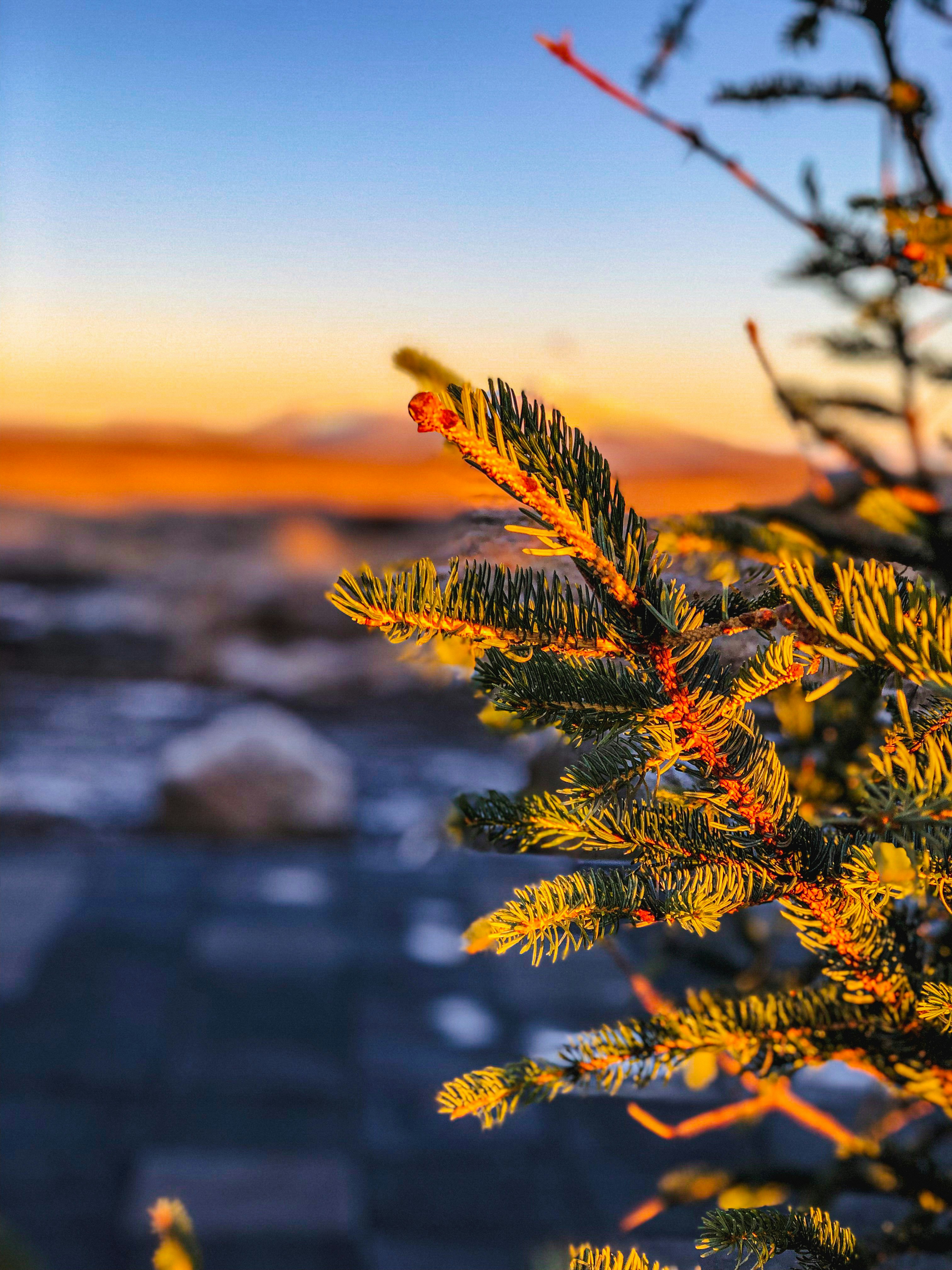 Golden Sprig at Sunset: Framed in Winter Light