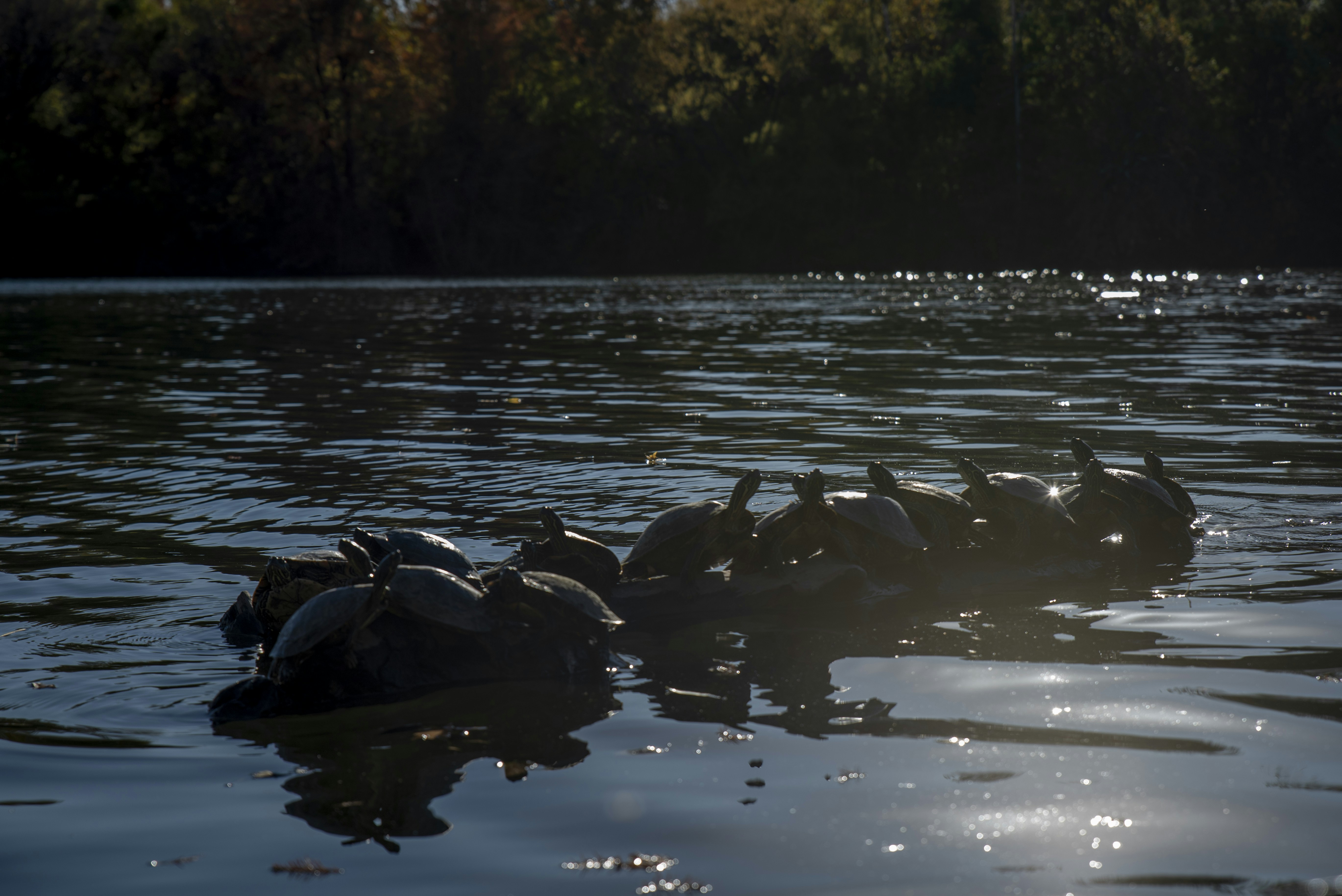 Ducks in the Quiet Lake: silhouettes against glimmering water