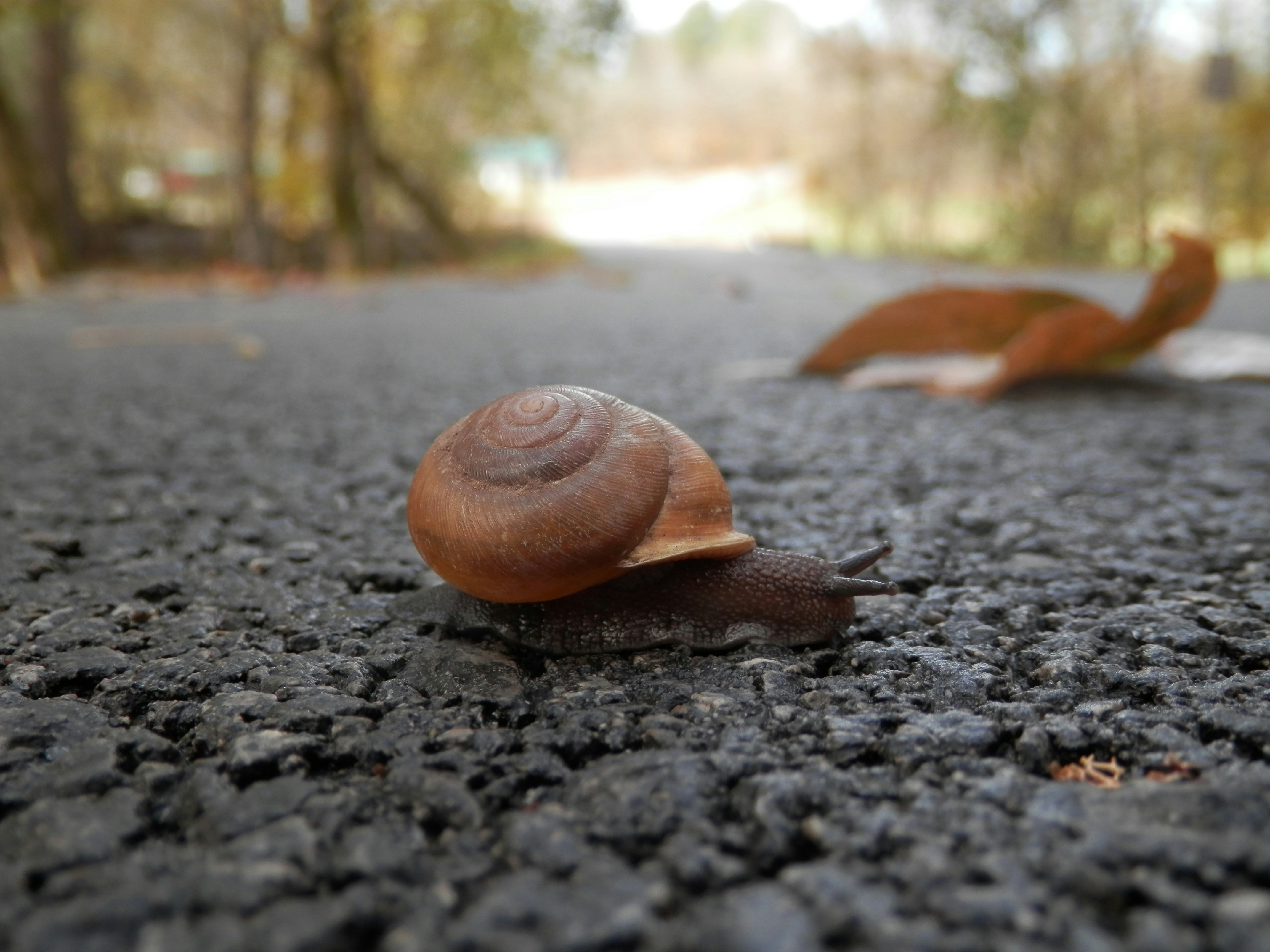A snail glides over a textured asphalt surface, surrounded by fallen leaves and a blurred background of trees. 