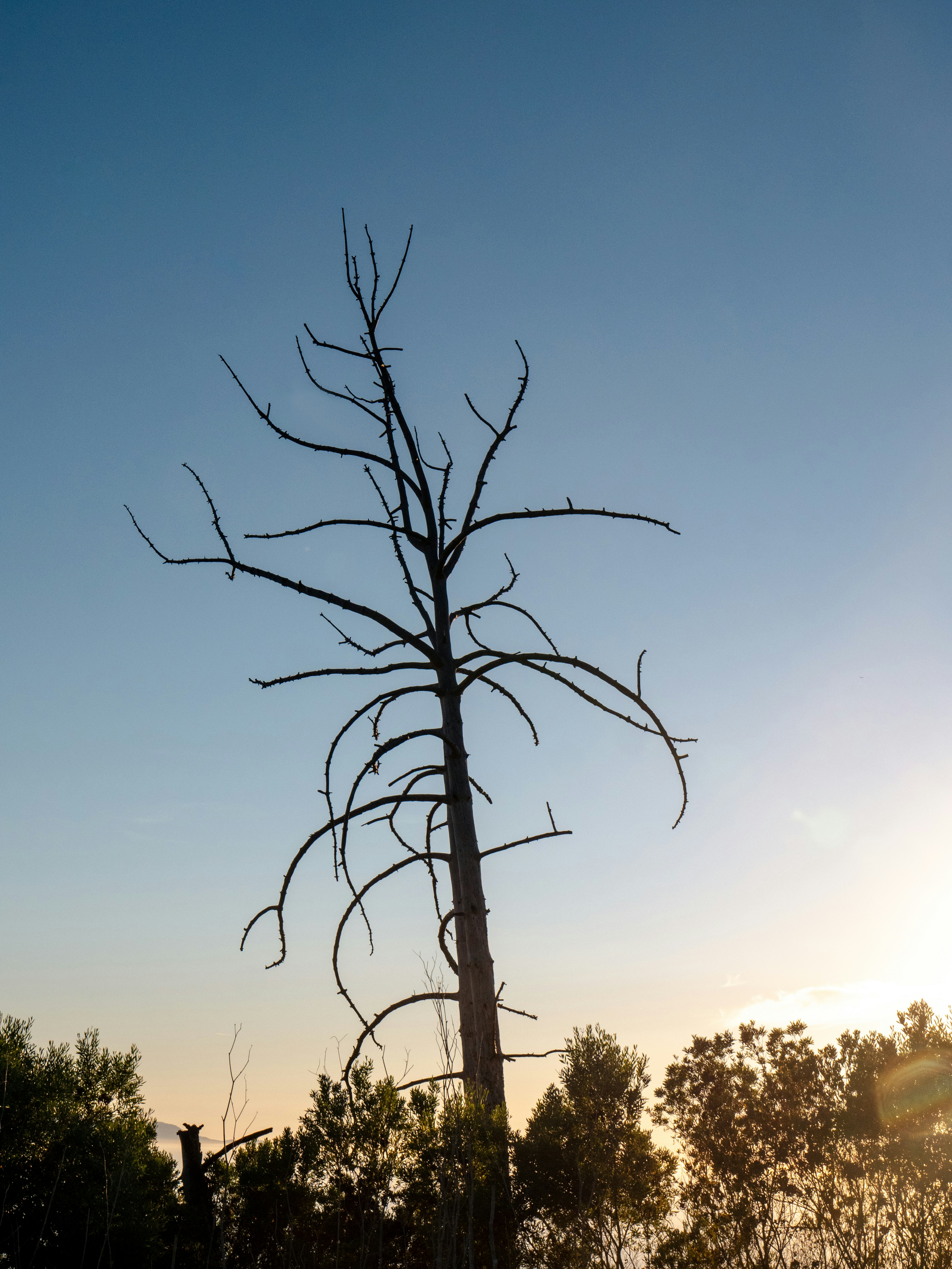 A solitary dead tree stands tall against a clear sky, its branches reaching out like fingers. The silhouette contrasts with the soft hues of the horizon.