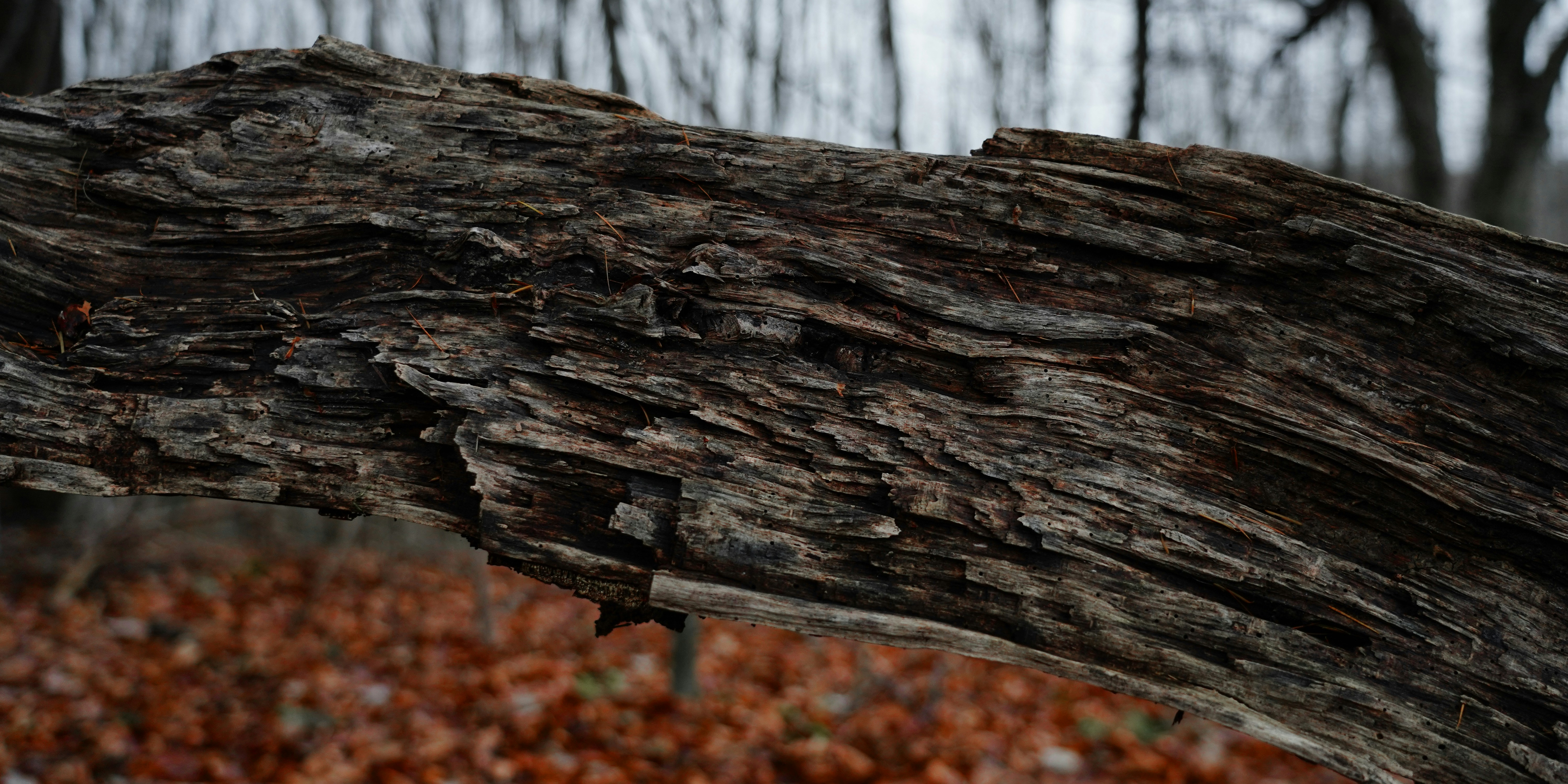 A close up of a tree trunk in a forest photo – Free Forstenrieder park ...