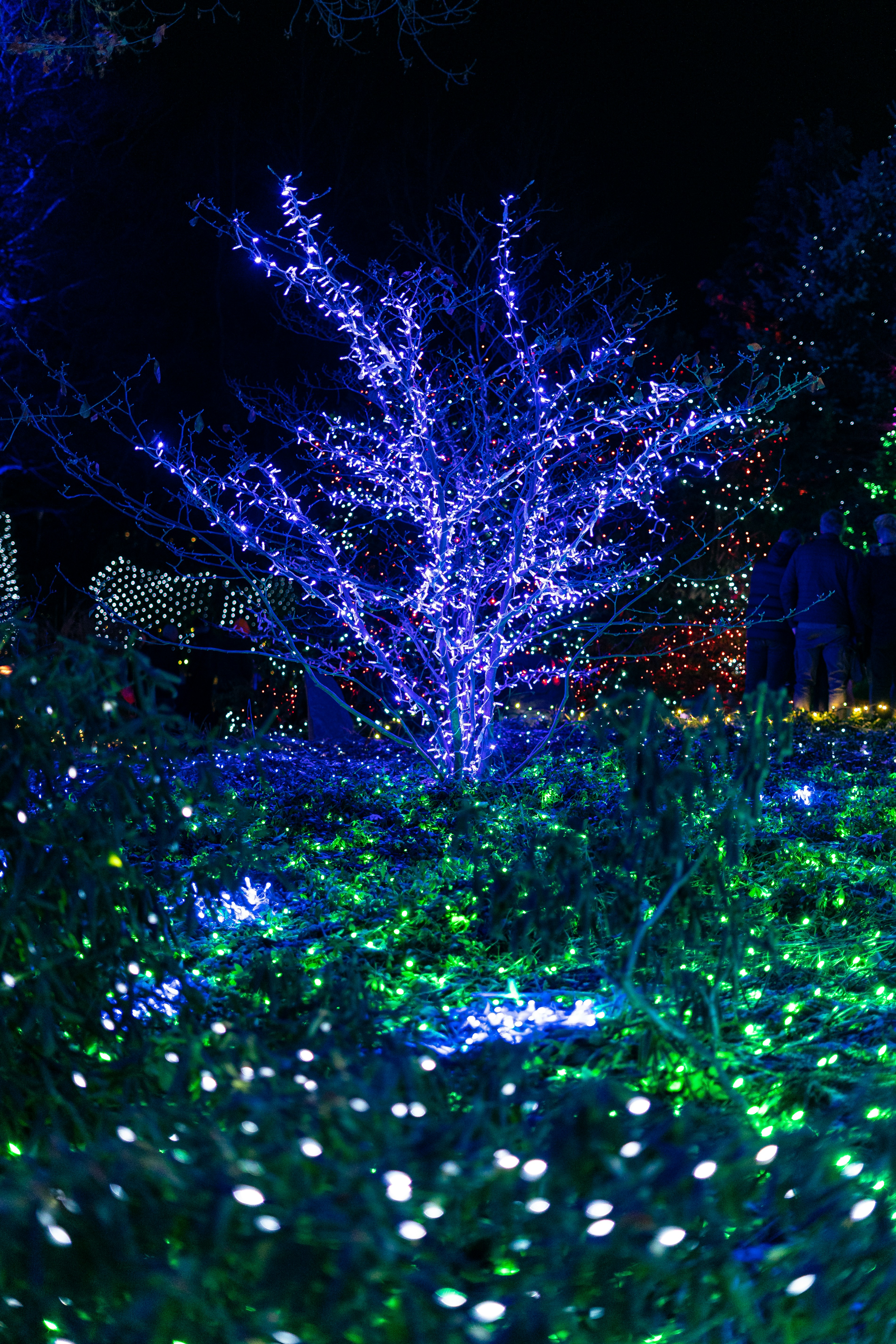 A lit up tree in the middle of a field photo – Free Sweden Image on ...
