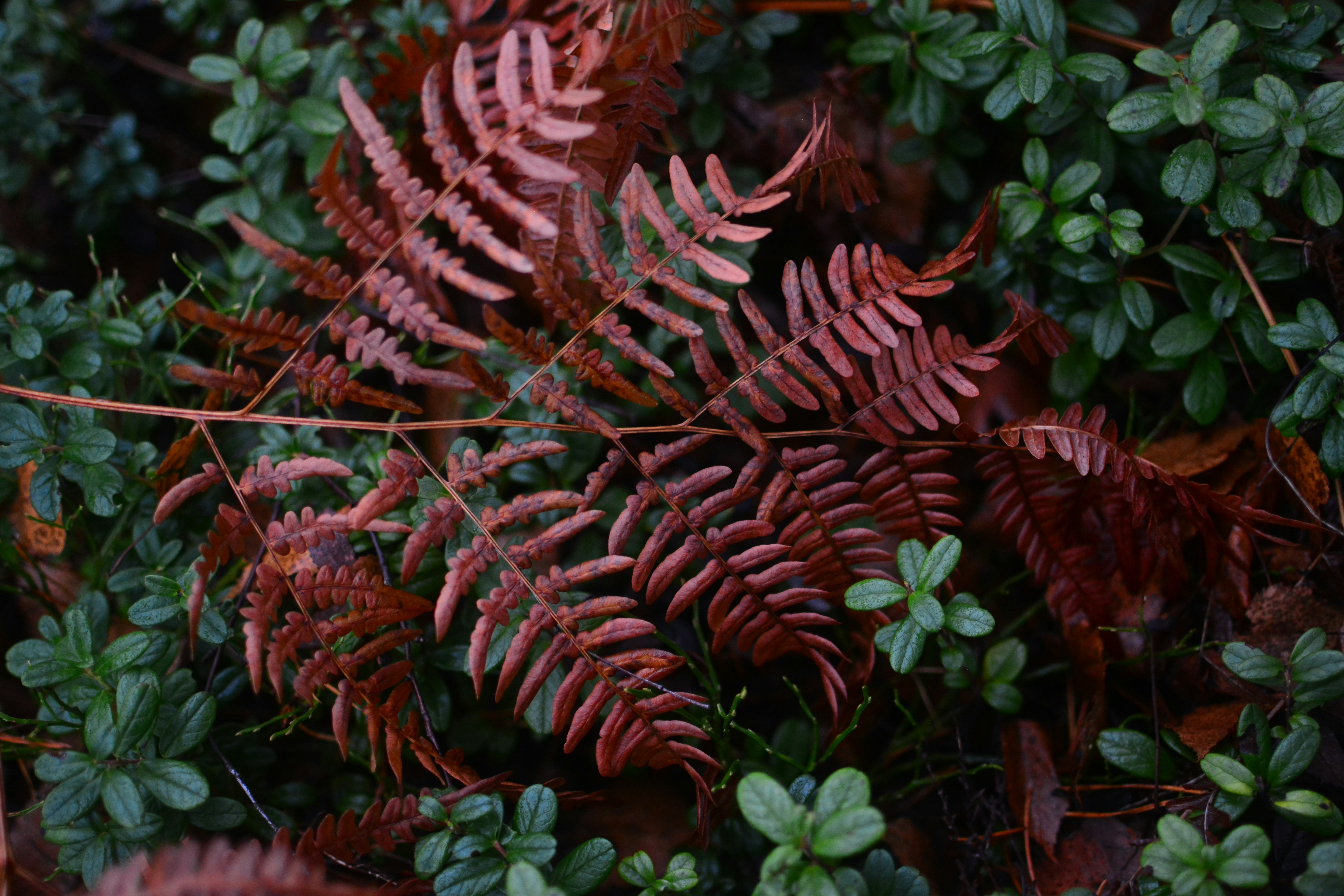 Vibrant red fern leaves intermingling with lush green foliage on the forest floor.