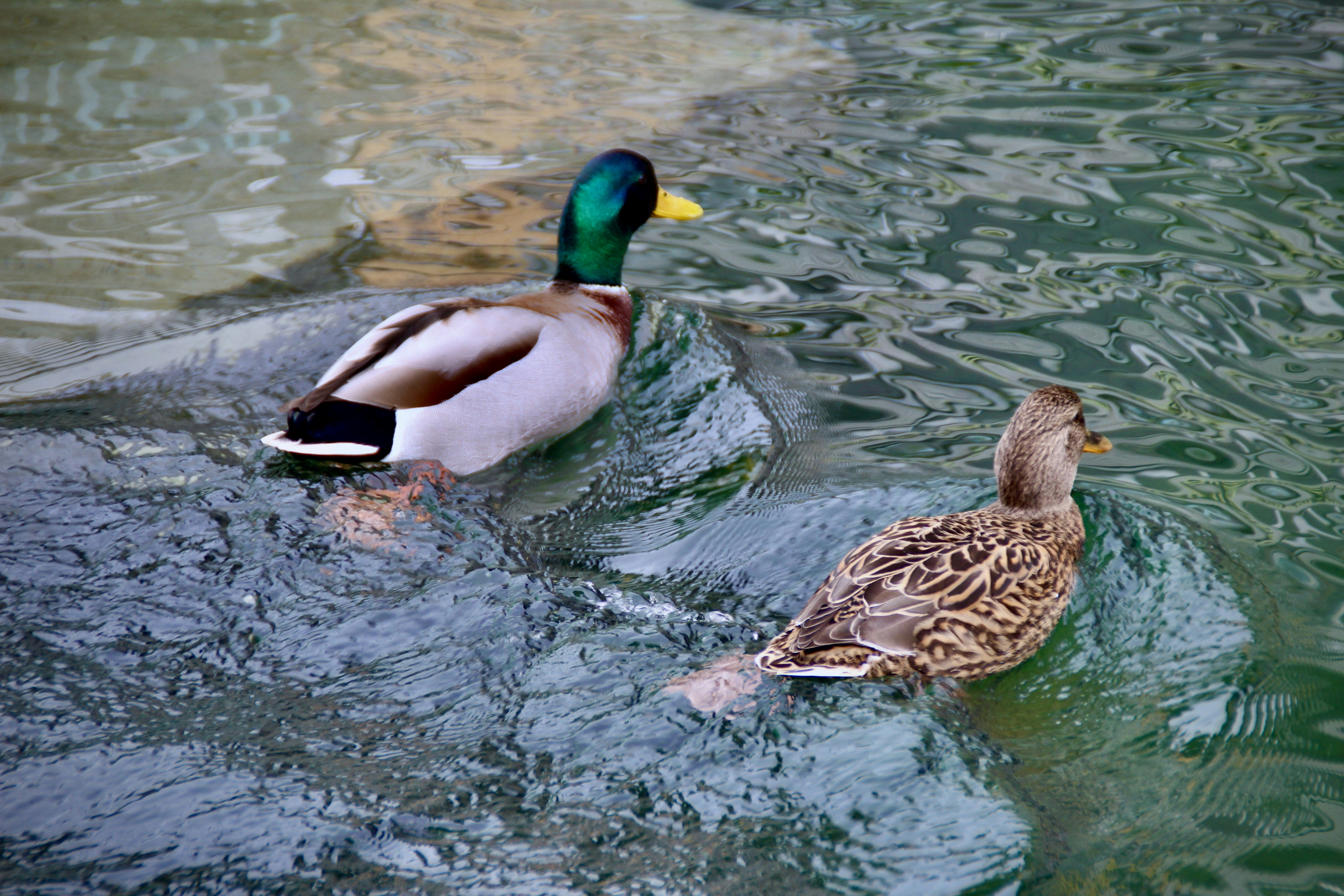 Mallard ducks gliding across gentle ripples in a tranquil pond.