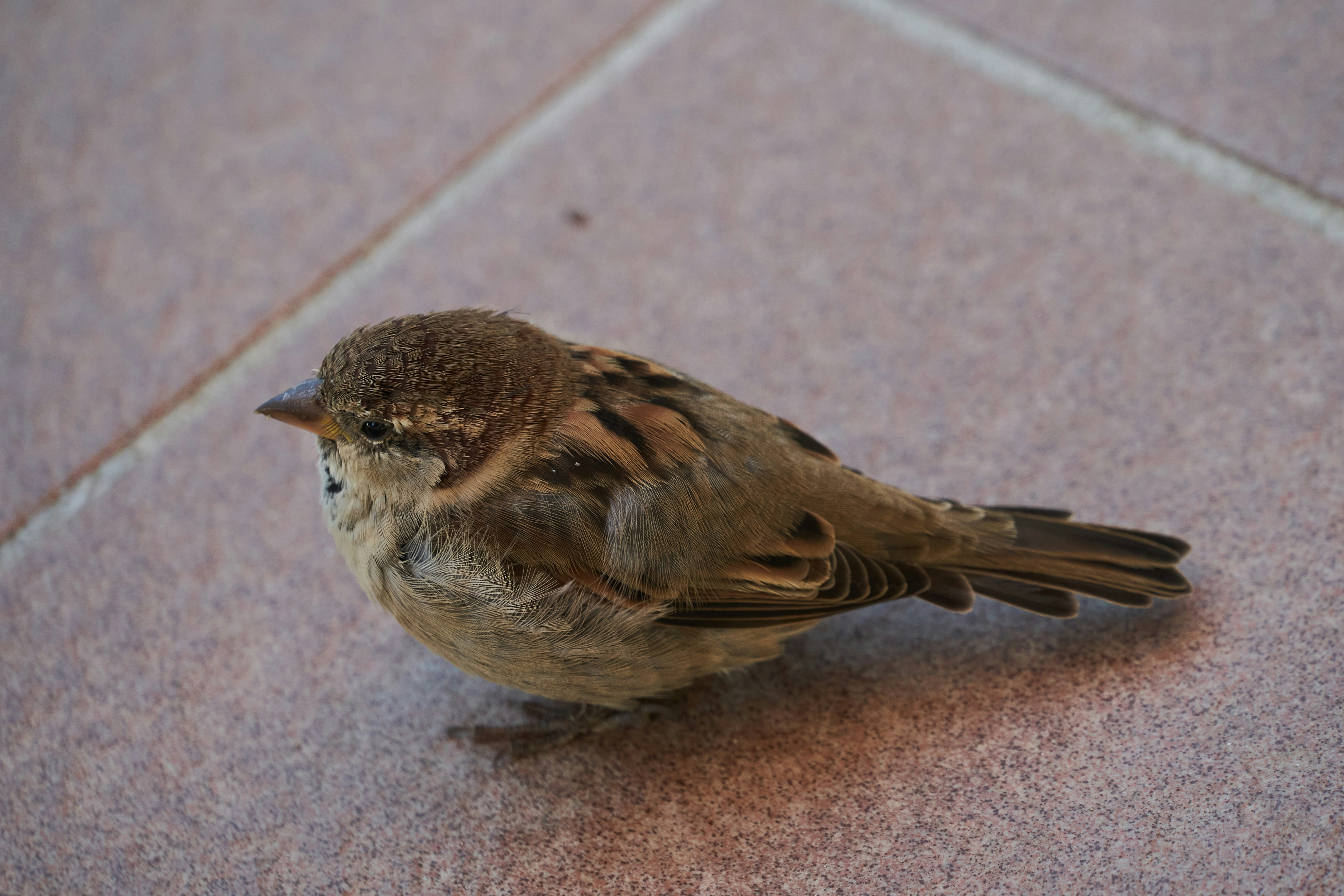 Foto Un pequeño pájaro marrón sentado en el suelo – Imagen Pájaro ...