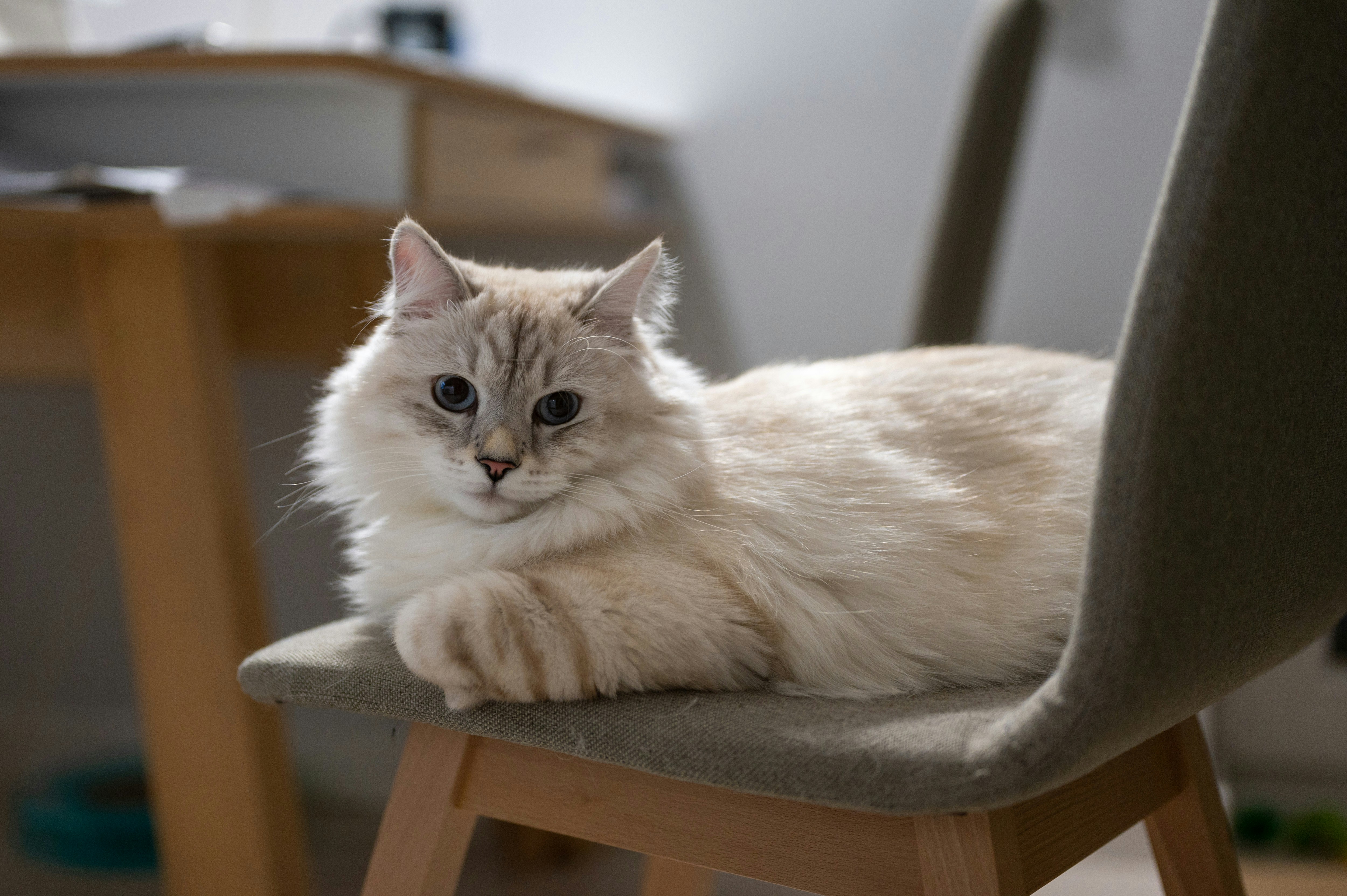 a white cat sitting on top of a wooden chair