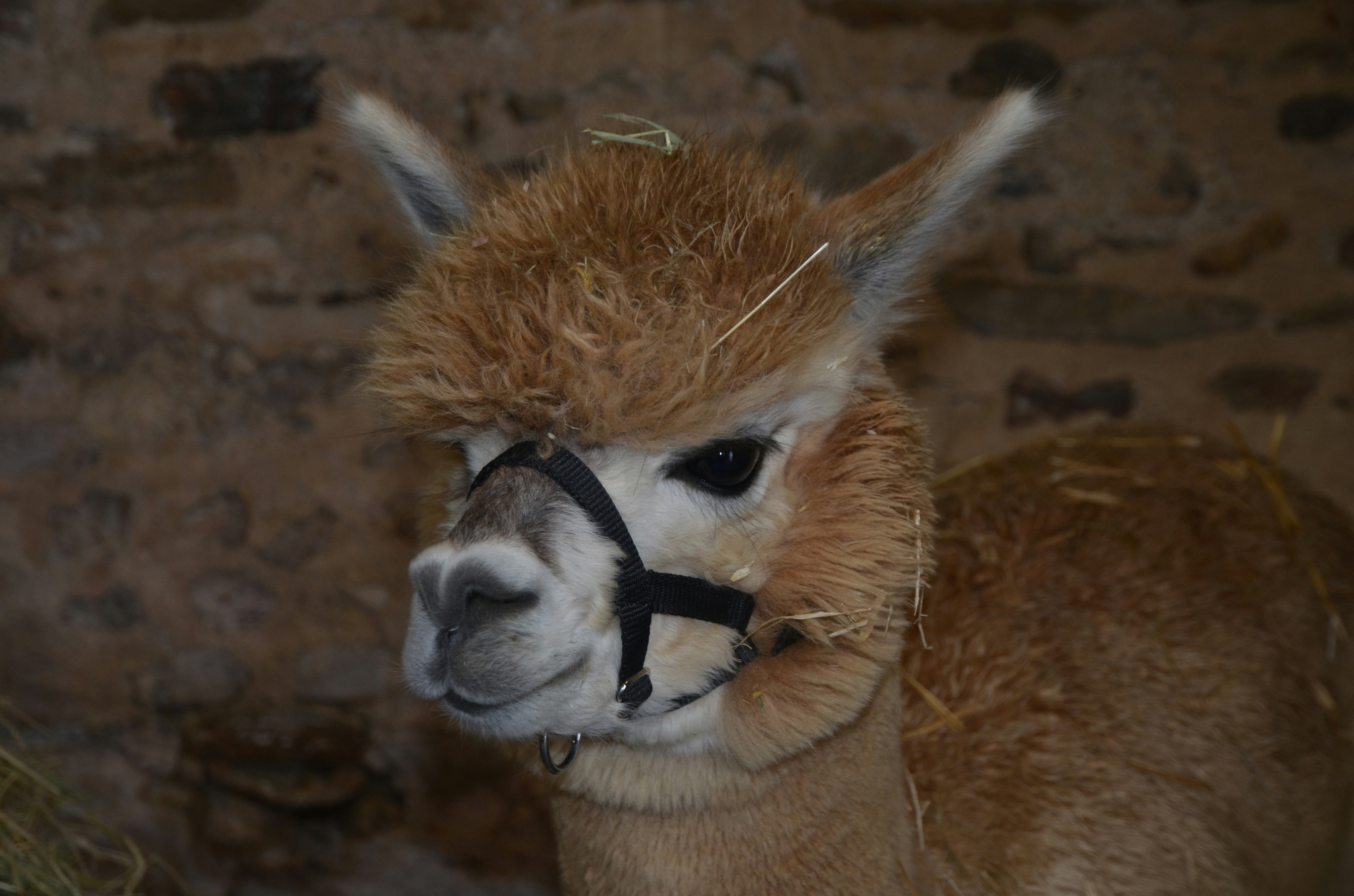 A llama wearing a harness in a barn photo – Free Animal Image on Unsplash