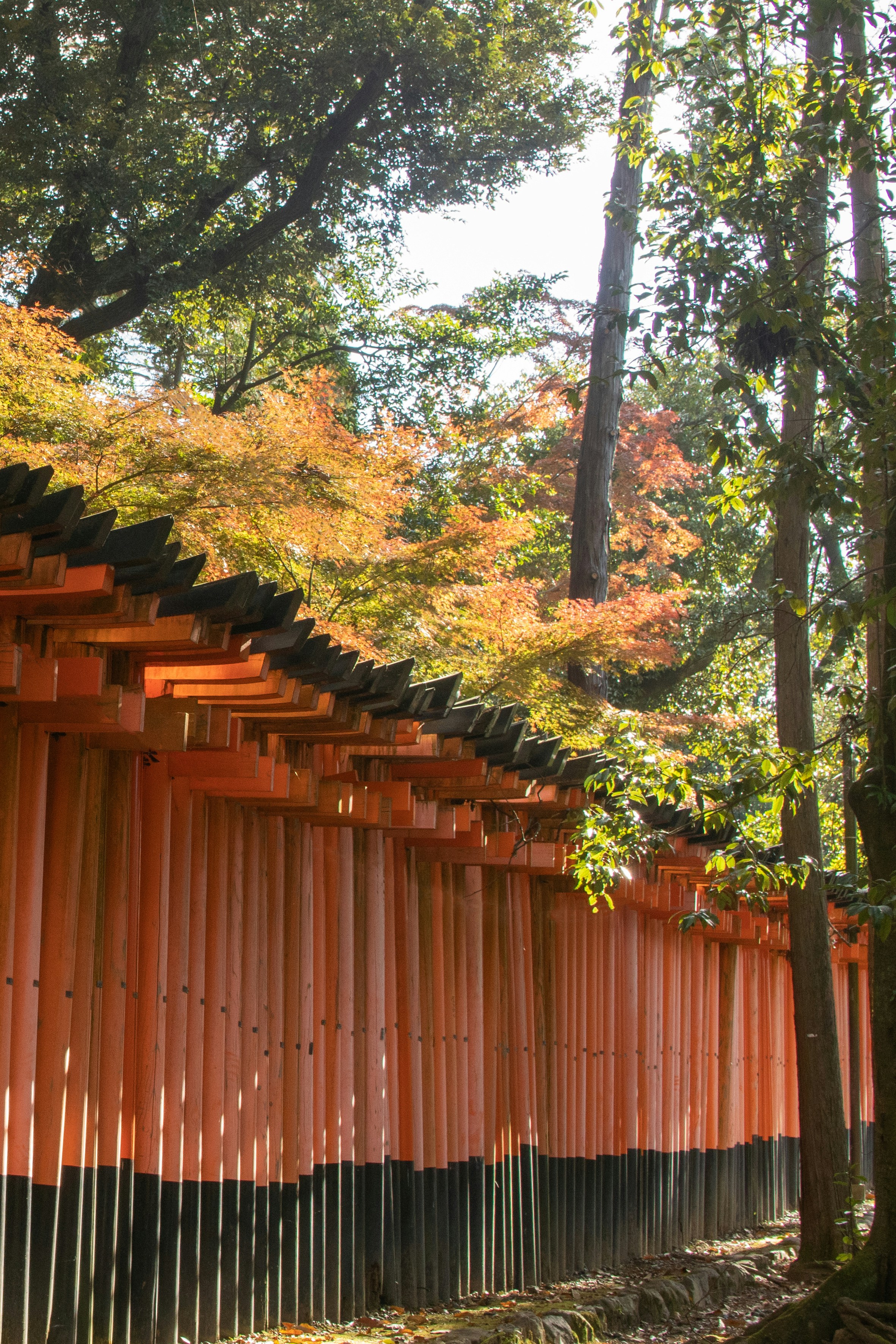 A photograph shows an orange timber fence with a black base running diagonally through a sunlit forest, its vertical posts casting long shadows. Autumn leaves frame the scene, blending natural texture with a human-made boundary.