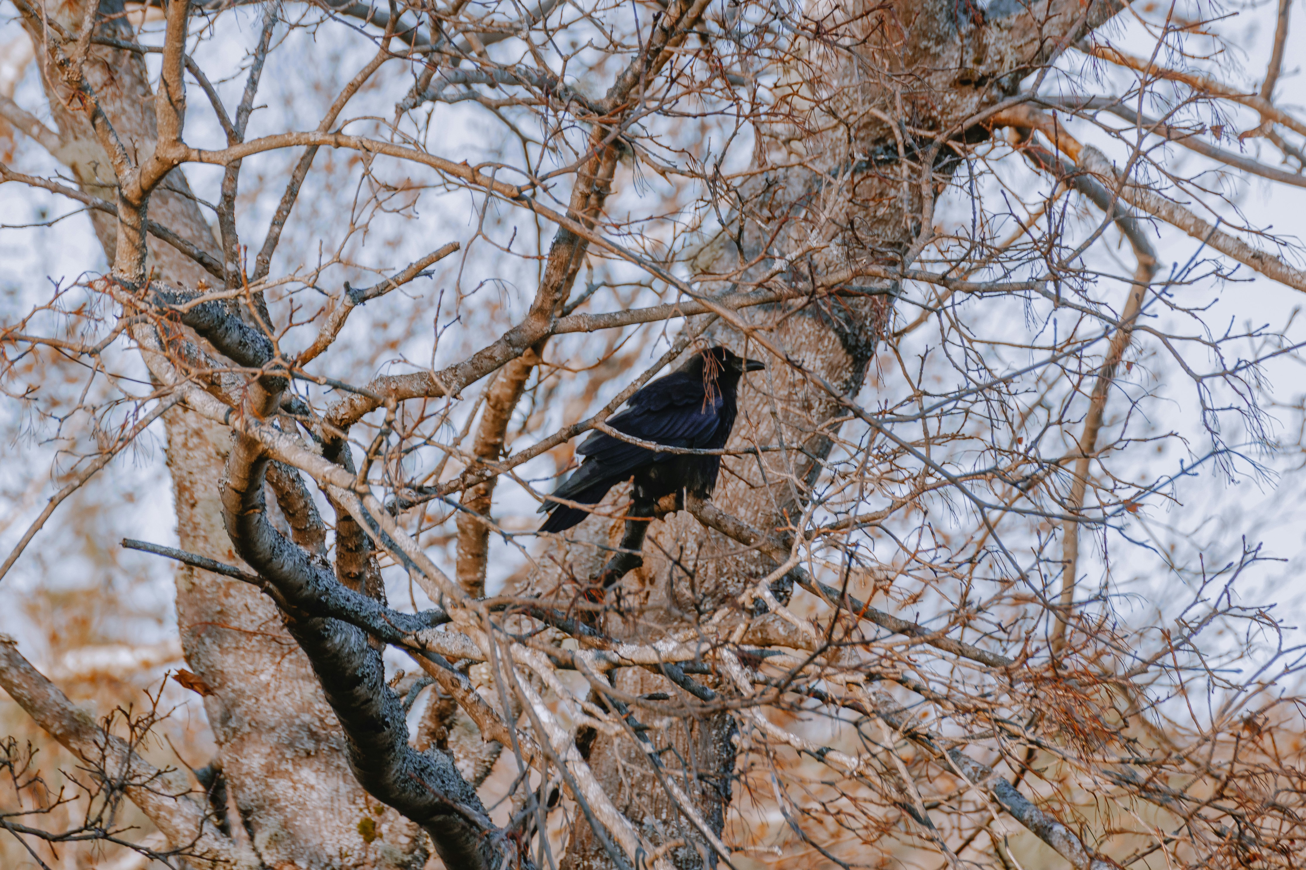 Midwinter Sentinel: Crow Among Frosted Branches