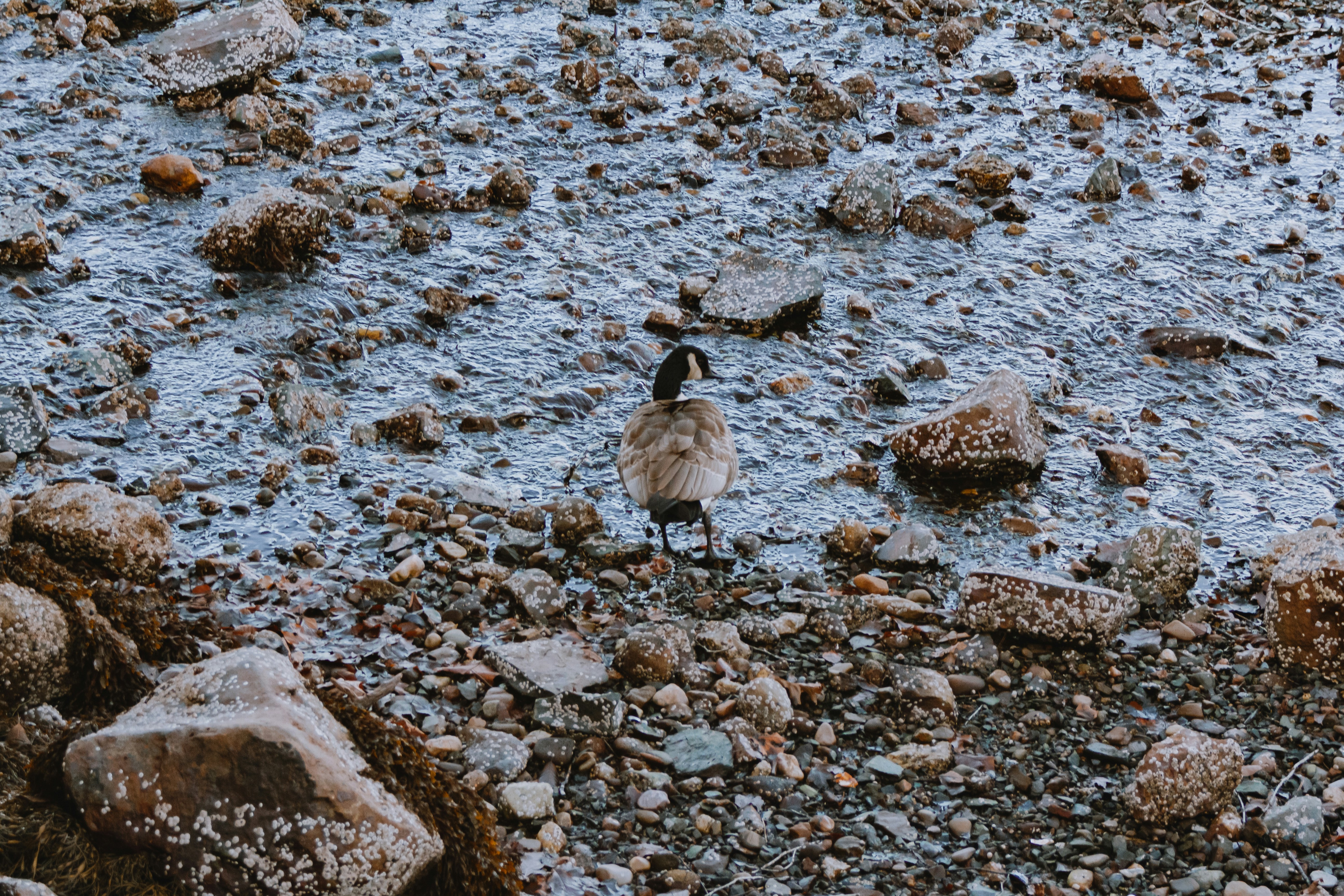 Lone Duck on a Wet Pebble Shore