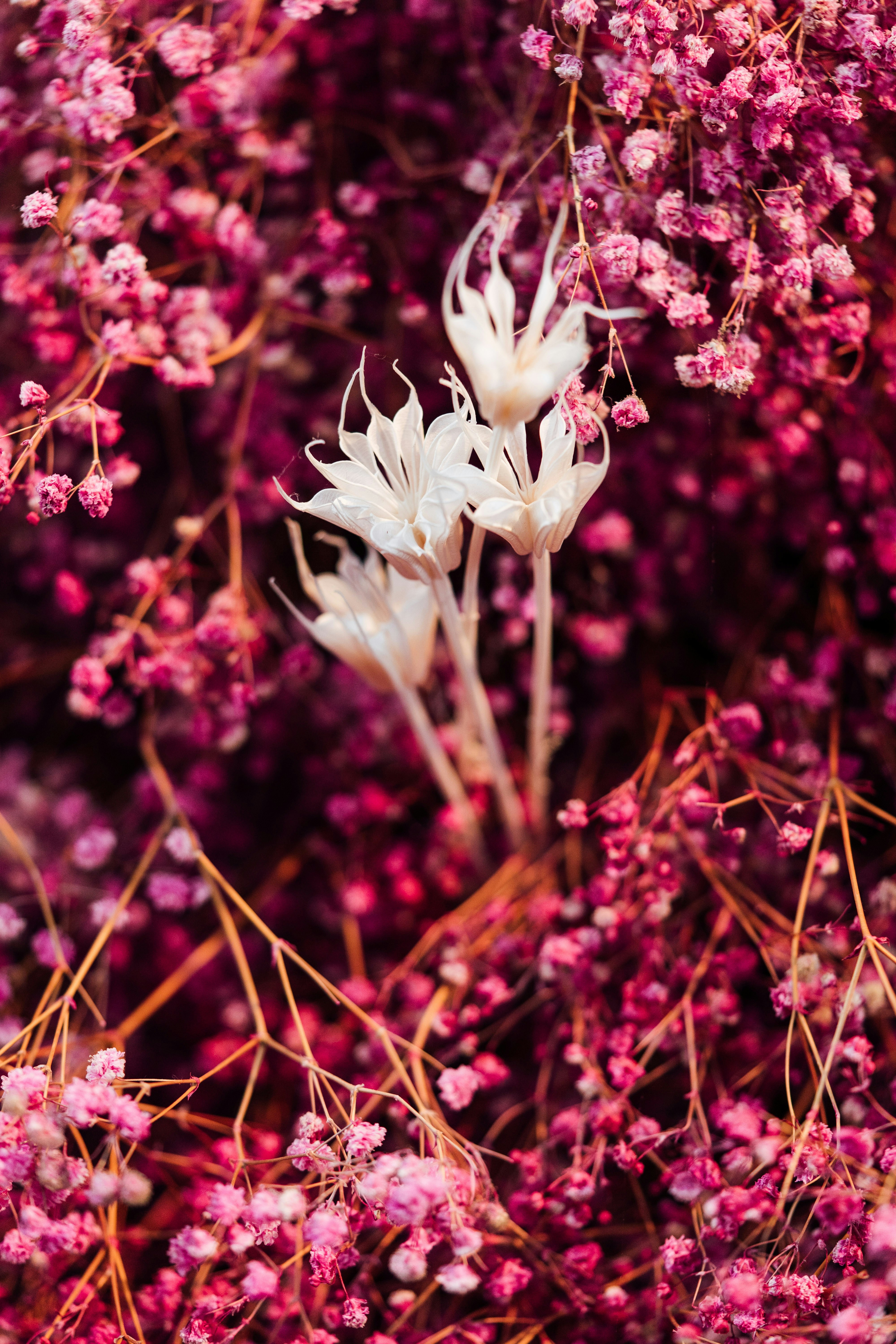 Macro photograph of white, star-like blooms rising from a bed of pink gypsophila, creating a delicate focal point against a soft, rosy backdrop. The shallow depth of field isolates the center while the surrounding pink clusters provide texture and color.