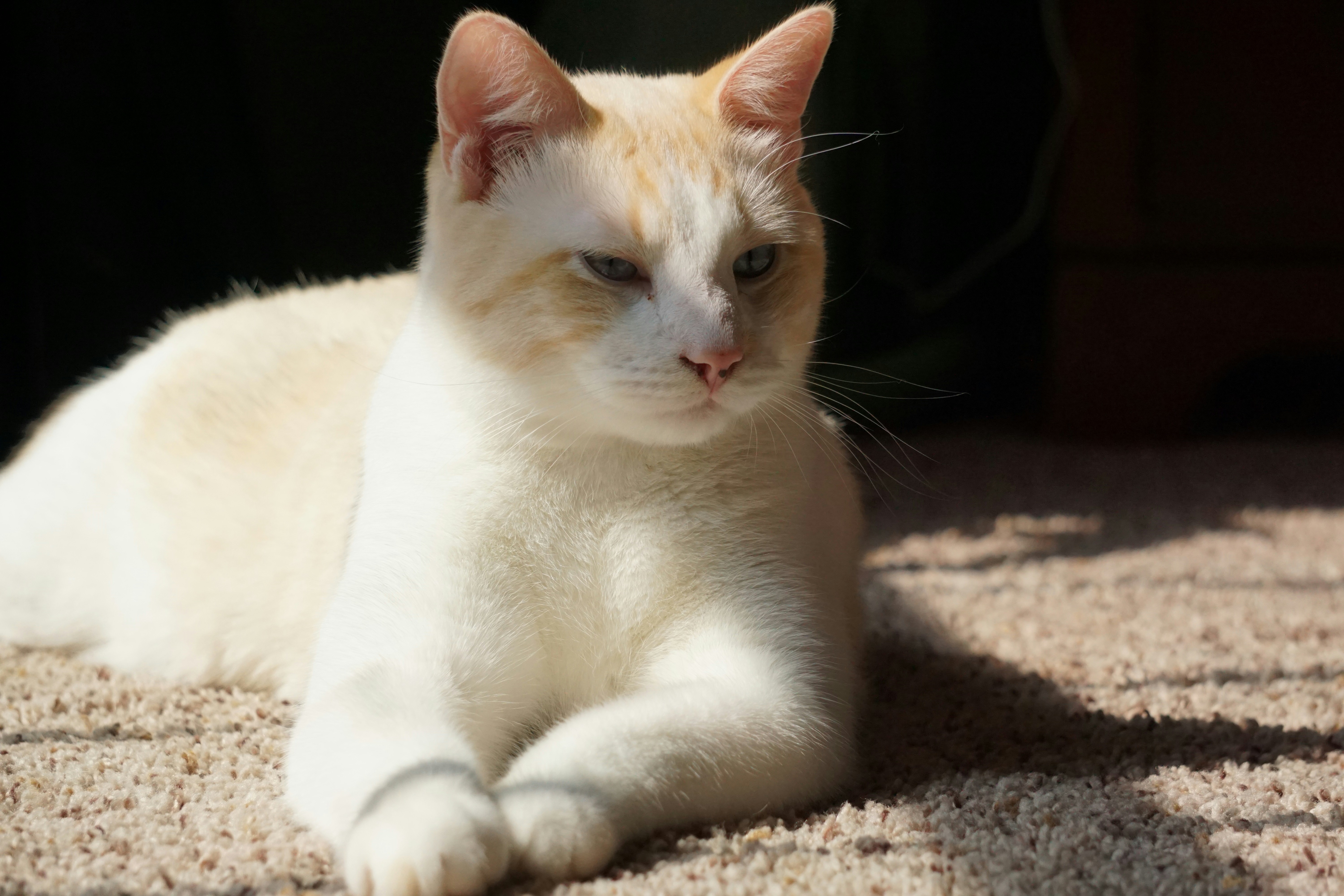 White And Orange Siamese Cat