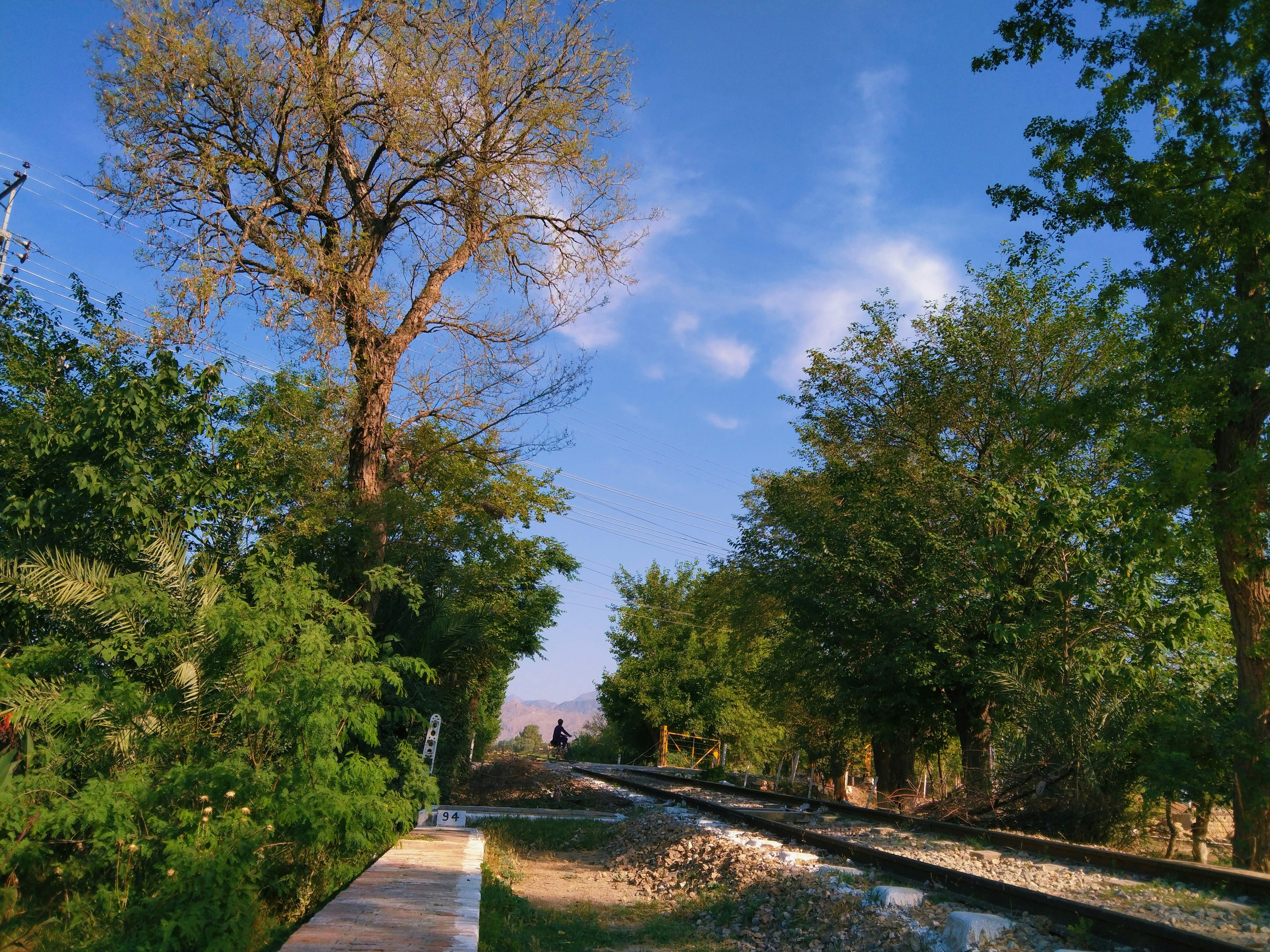 A tranquil scene featuring a winding railway flanked by lush greenery and a solitary tree under a clear blue sky.