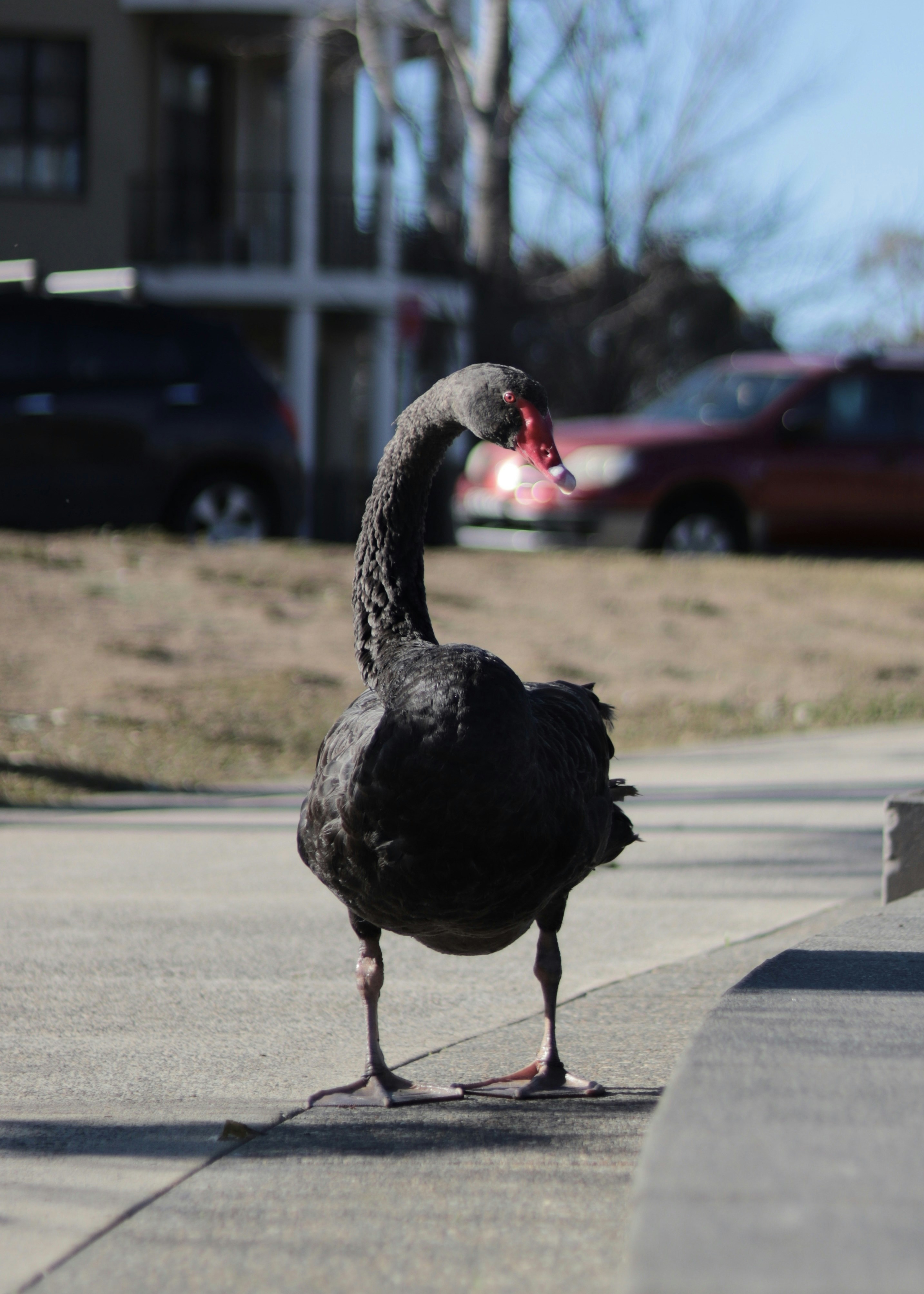 Black Swan on a Quiet Suburban Walkway