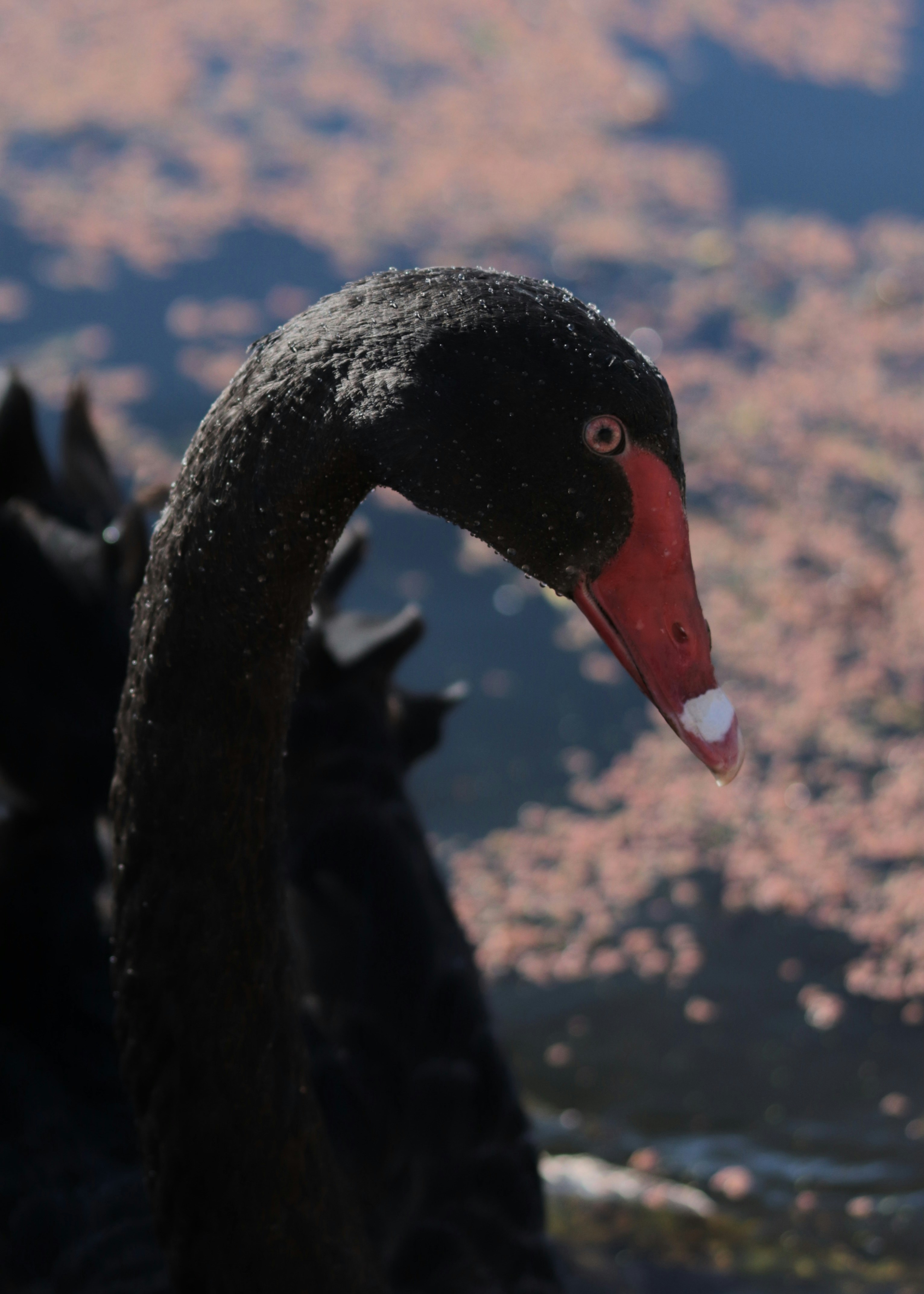 A close-up of an Australian Black Swan swimming in a pond in Greater Sydney. The bird's eye and beak are clearly in focus as it shows the side of its face. It is unclear if it is staring into the camera, or at something in front of it. The water of the pond is full of floating red azolla plants.
