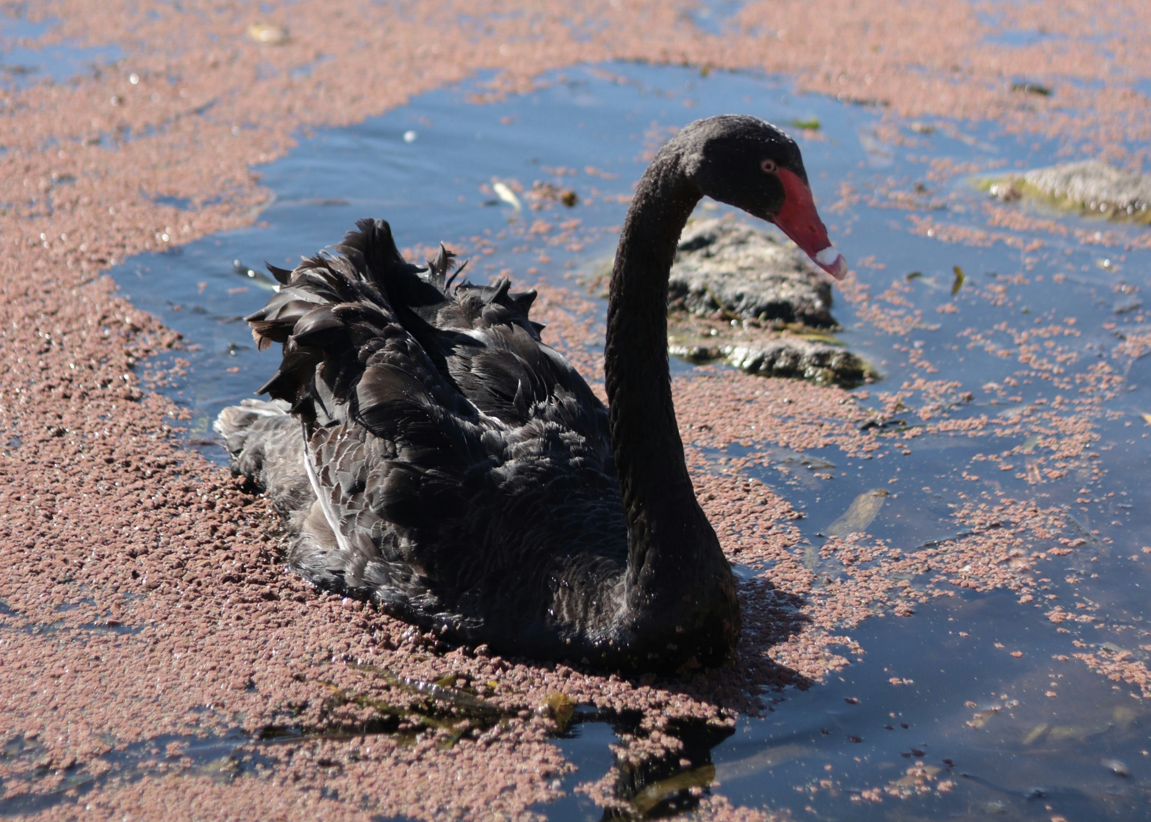 Black Swan Adrift: A Bold Portrait in Pond Red and Blue Reflections