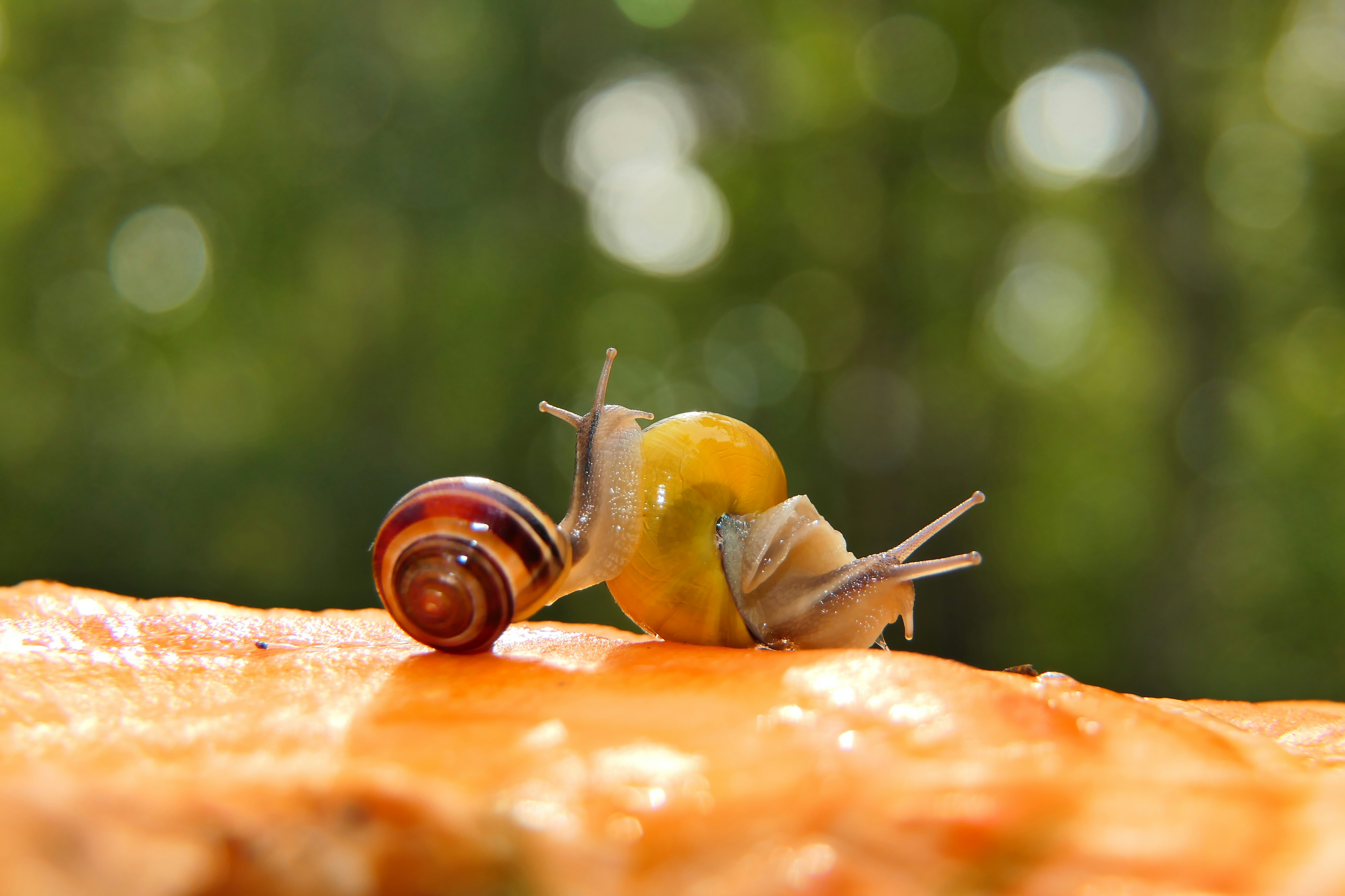 Two tiny wanderers on a bright orange crest