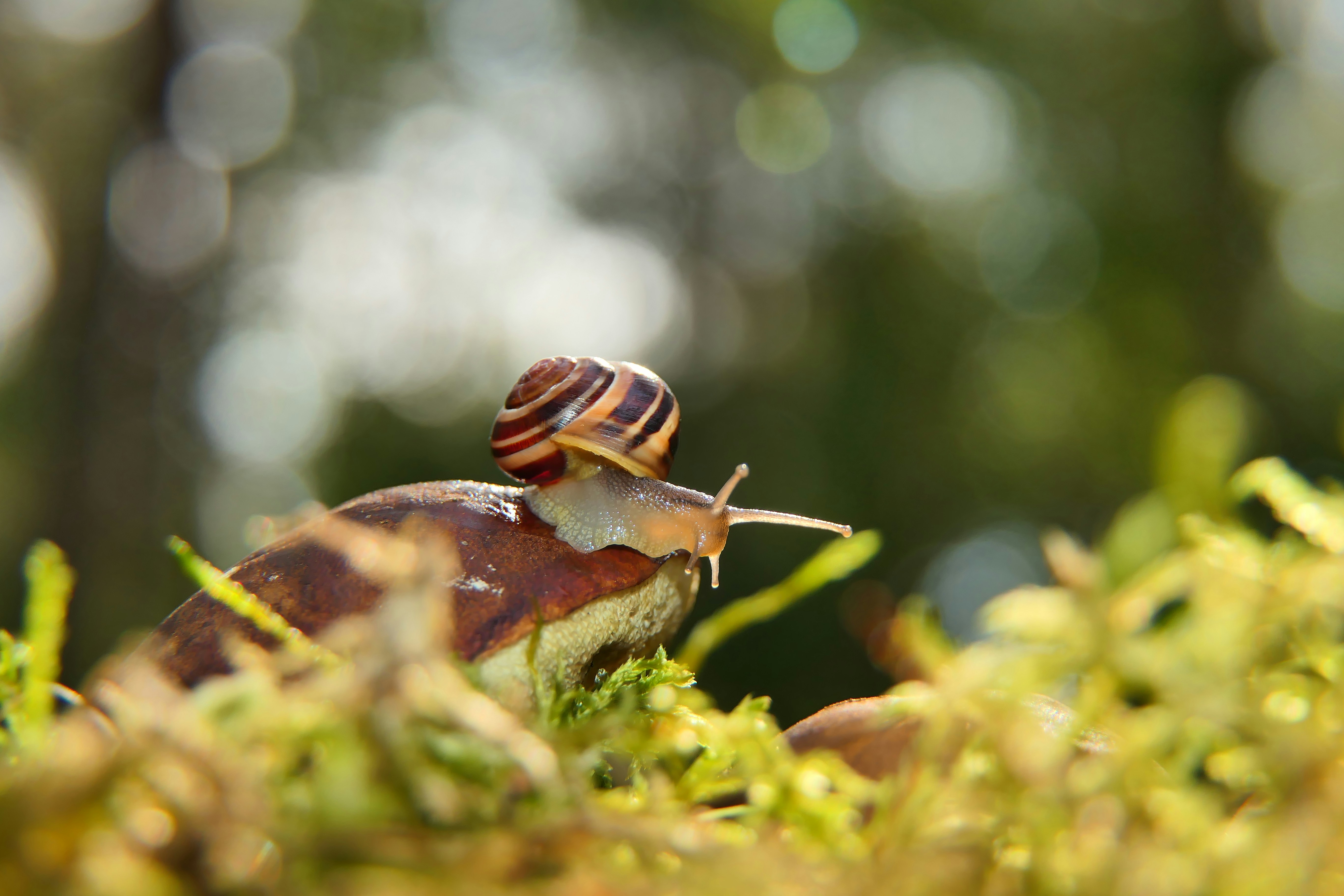 Mossy Ascent: A Macro Portrait of a Snail in Dappled Forest Light