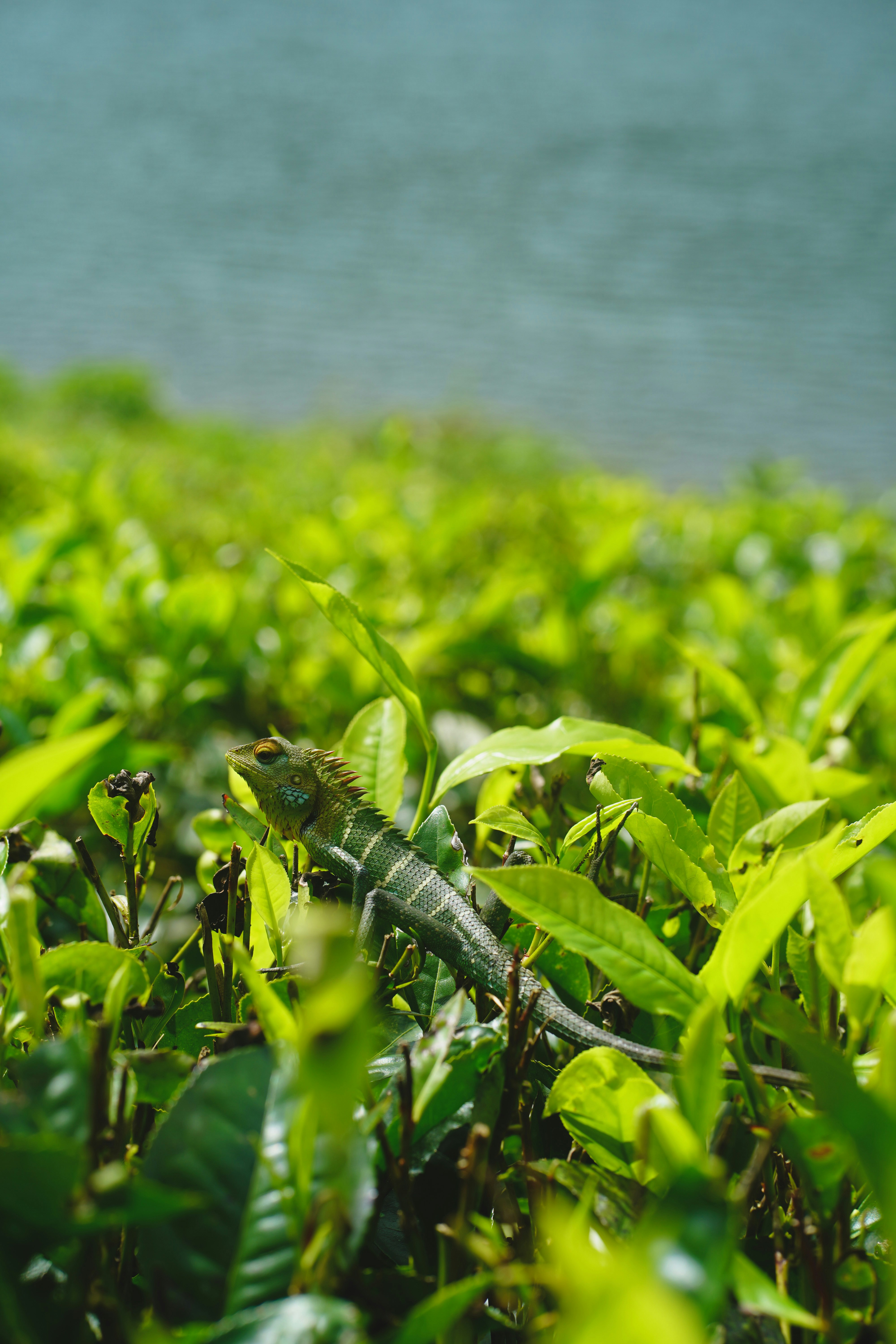 Riverside Camouflage: Lizard Among Bright Green Foliage