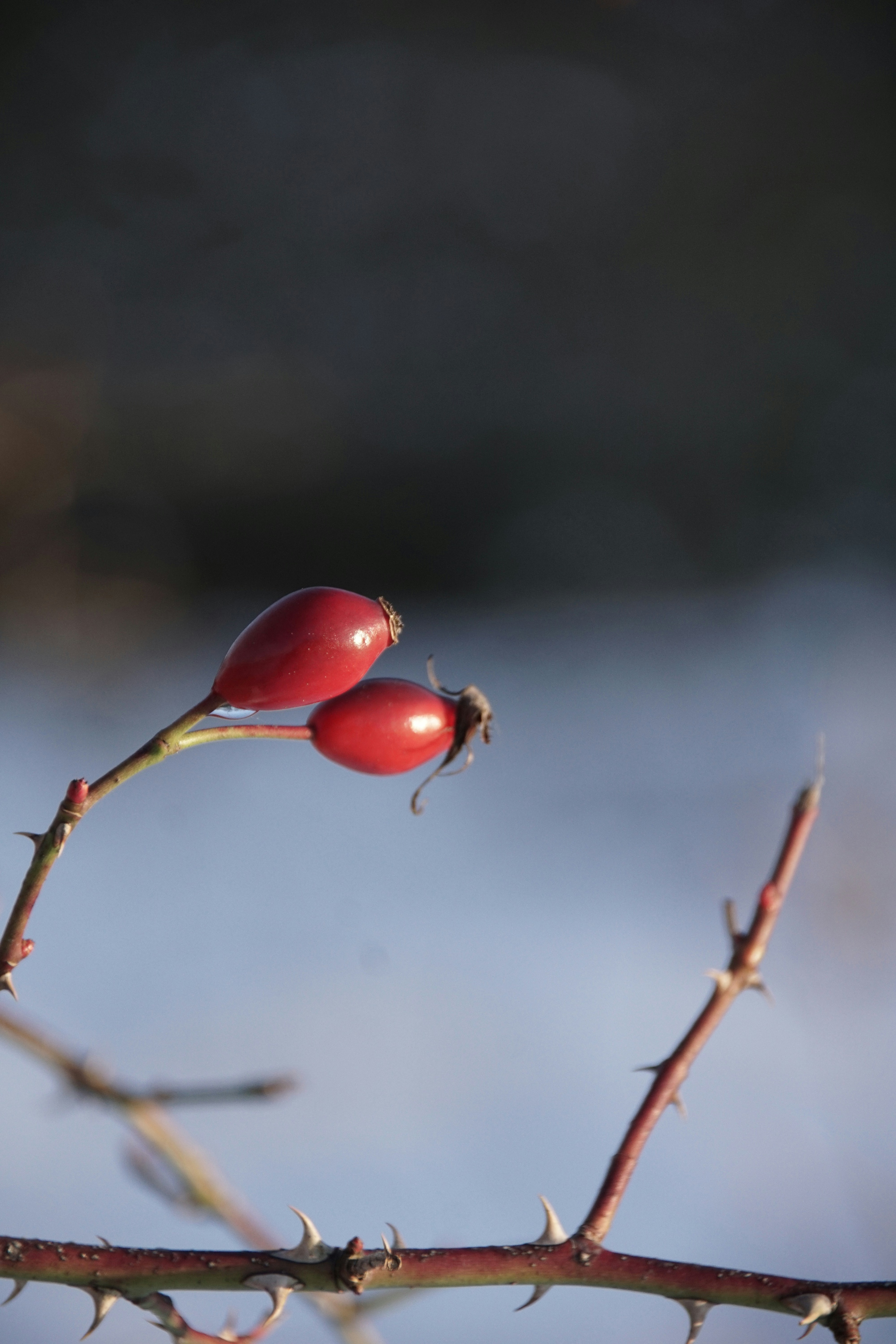 Scarlet rose hips on a thorny twig against a frosted blue backdrop