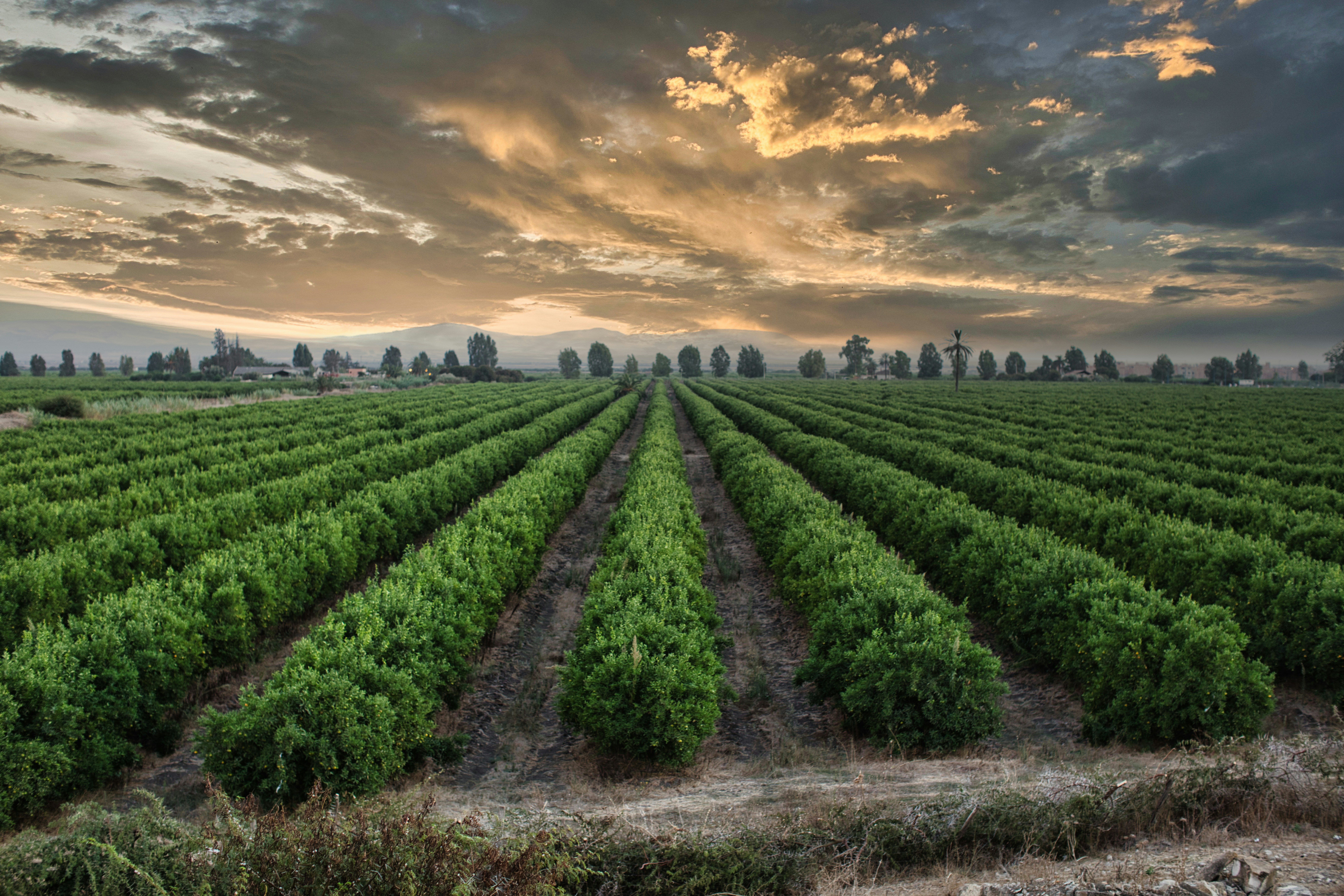 Symphony of Green: A Cropland's Harmony