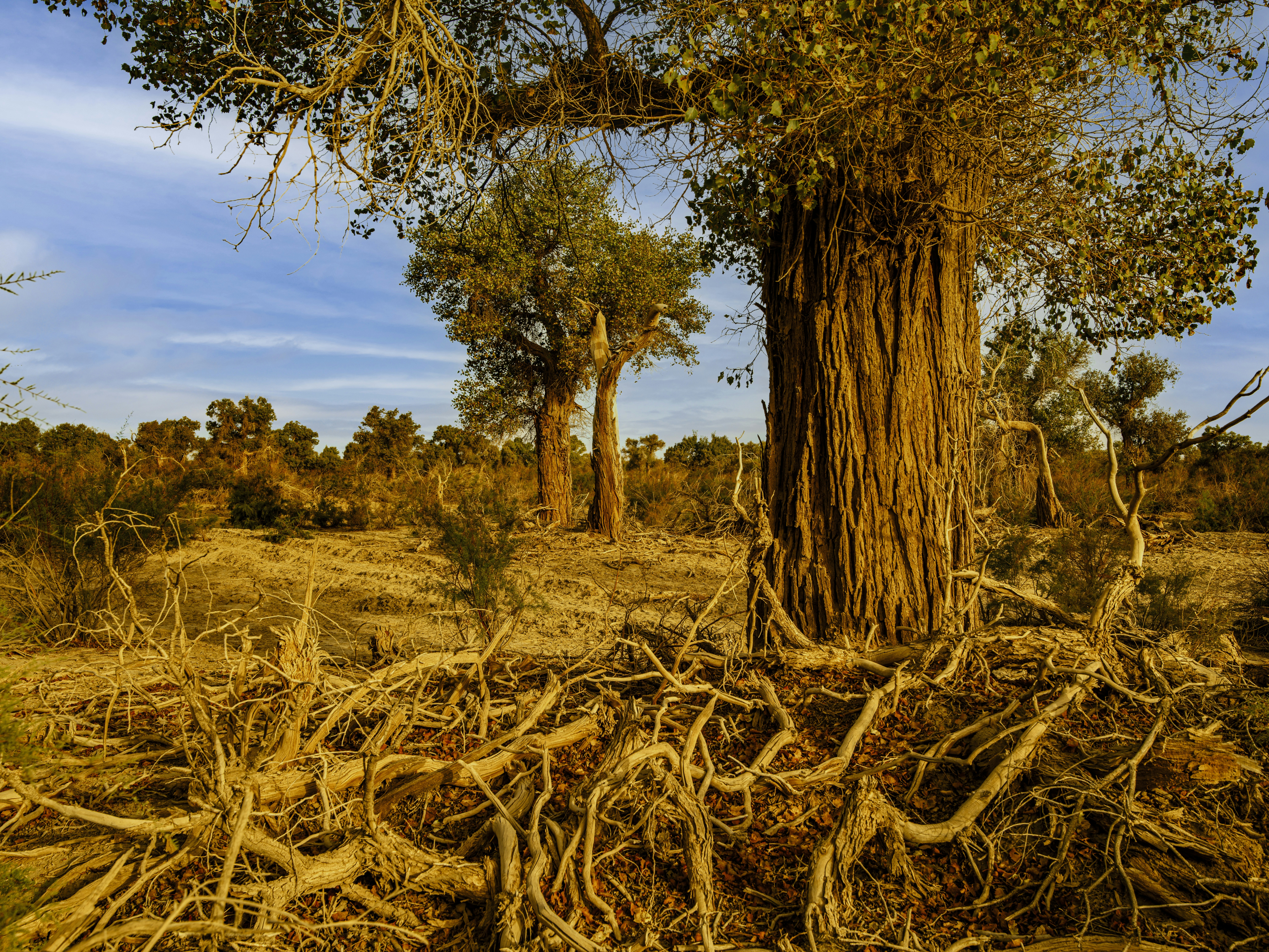 A very large tree with a lot of roots on it photo – Free Brown Image on ...