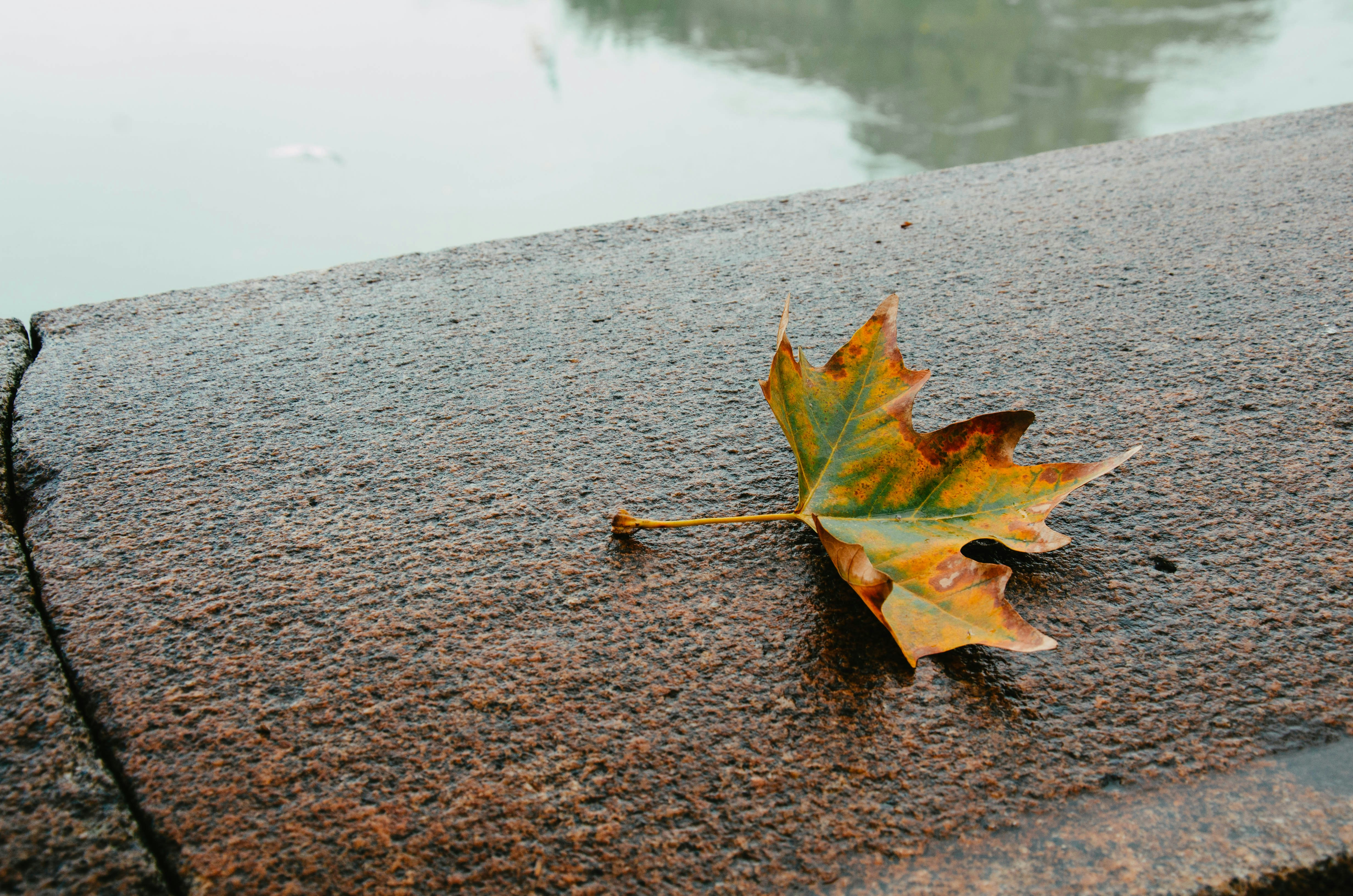 Amber Leaf on a Rain-Slick Stone Beside a Quiet Riverside