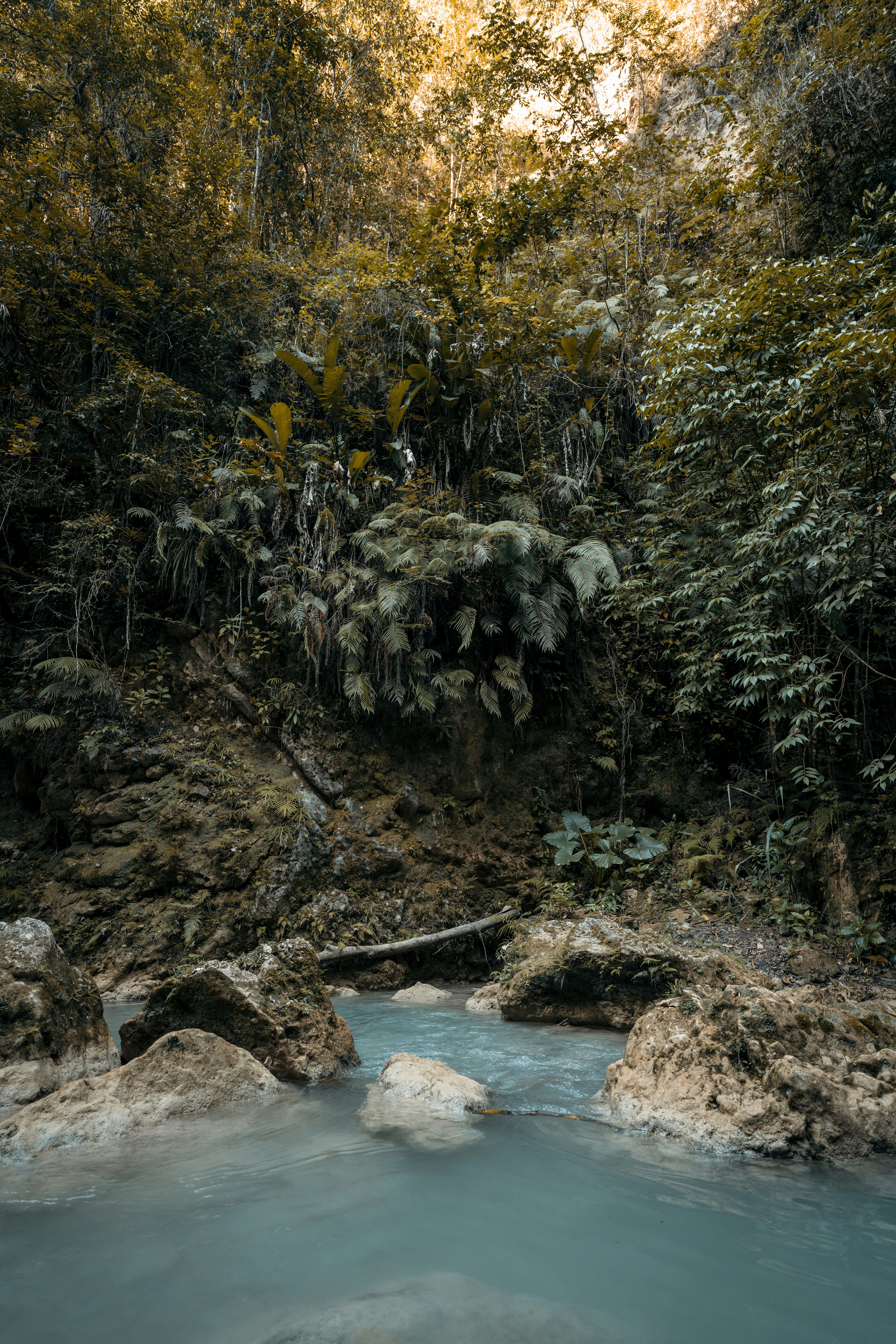 Serene river flowing through lush tropical foliage, highlighting the harmony of nature. The scene captures the interplay of light and shadow among the greenery.