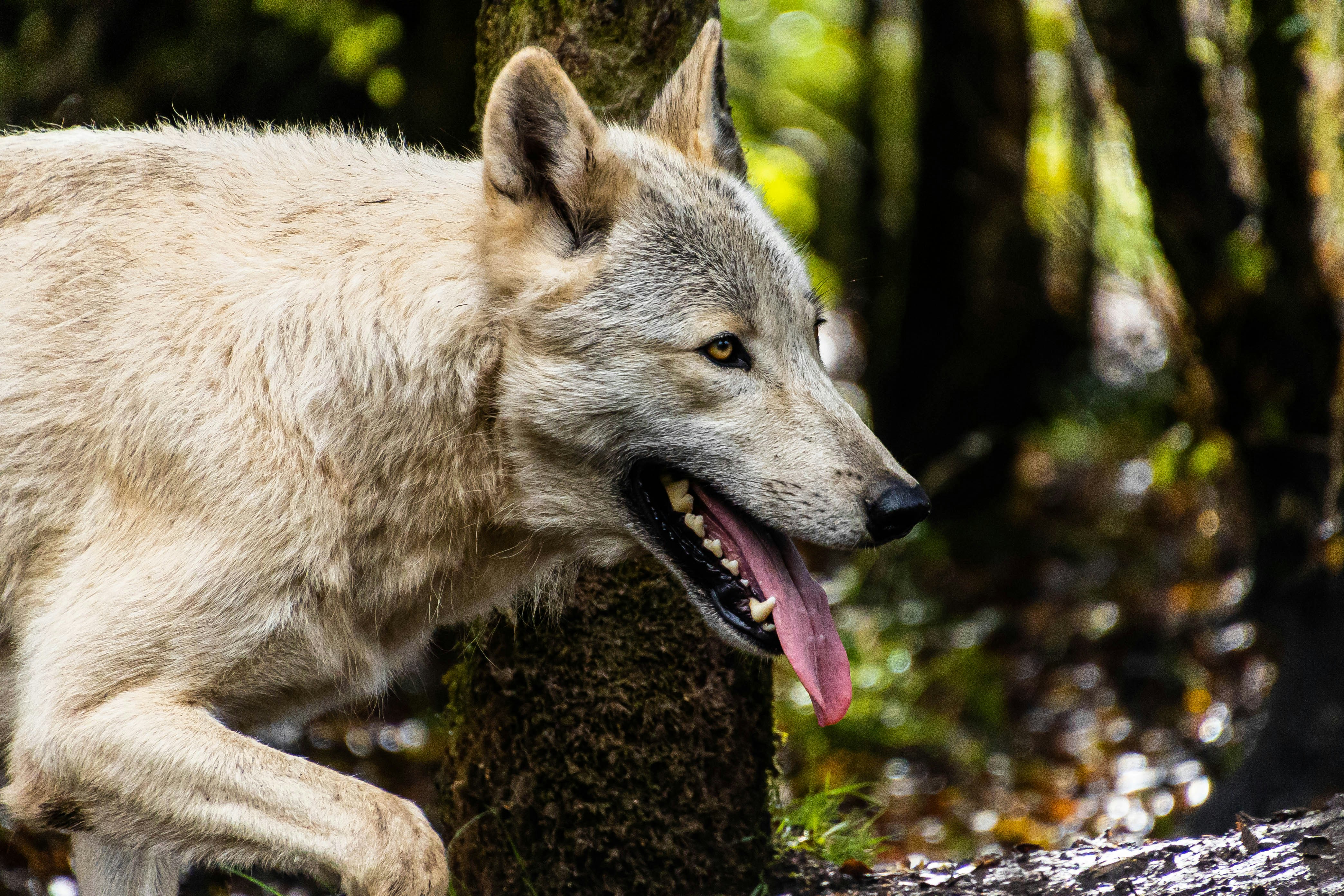 A white wolf standing next to a tree in a forest photo – Free County ...