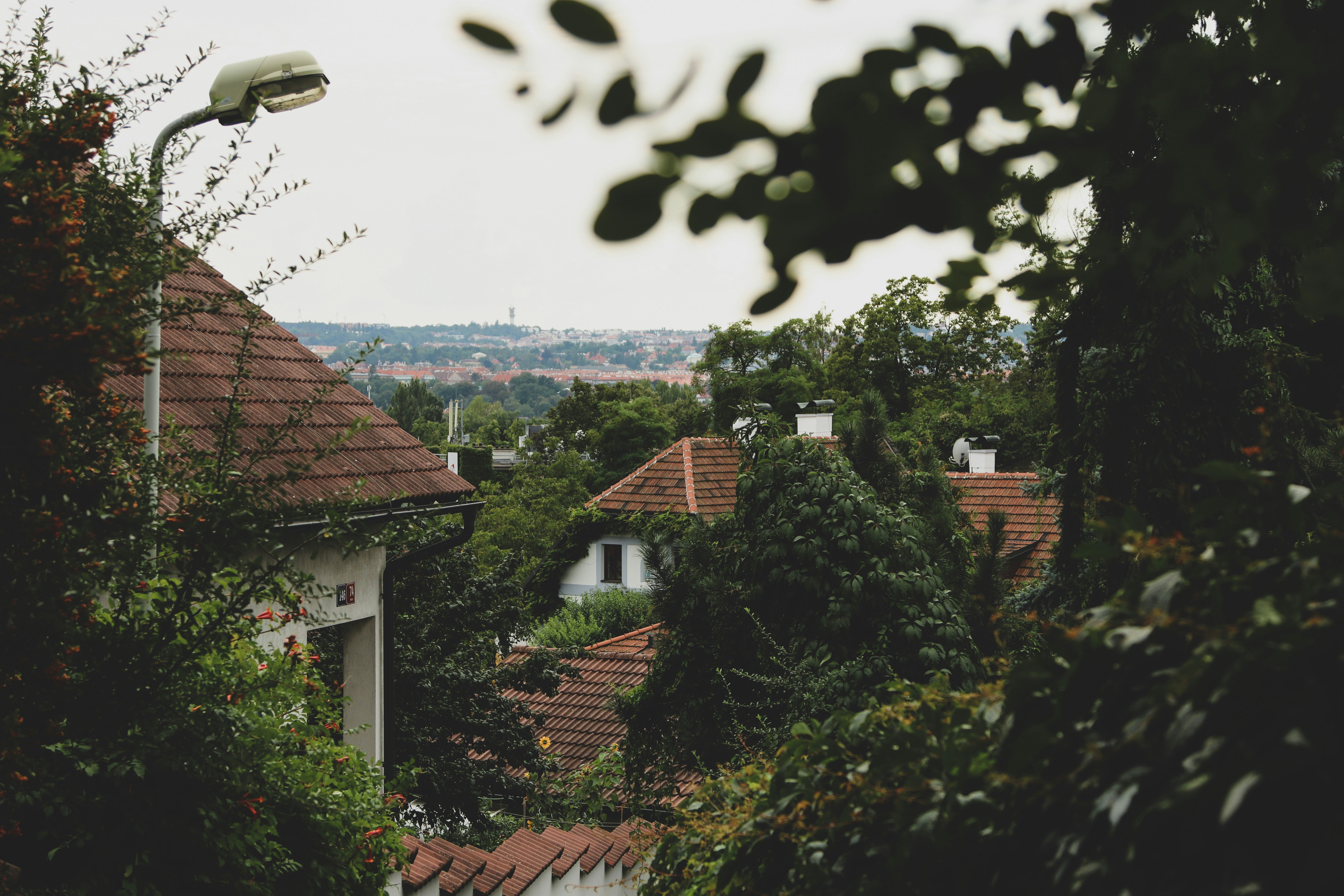 Overlooked Rooftops: Quiet Suburban Canopy