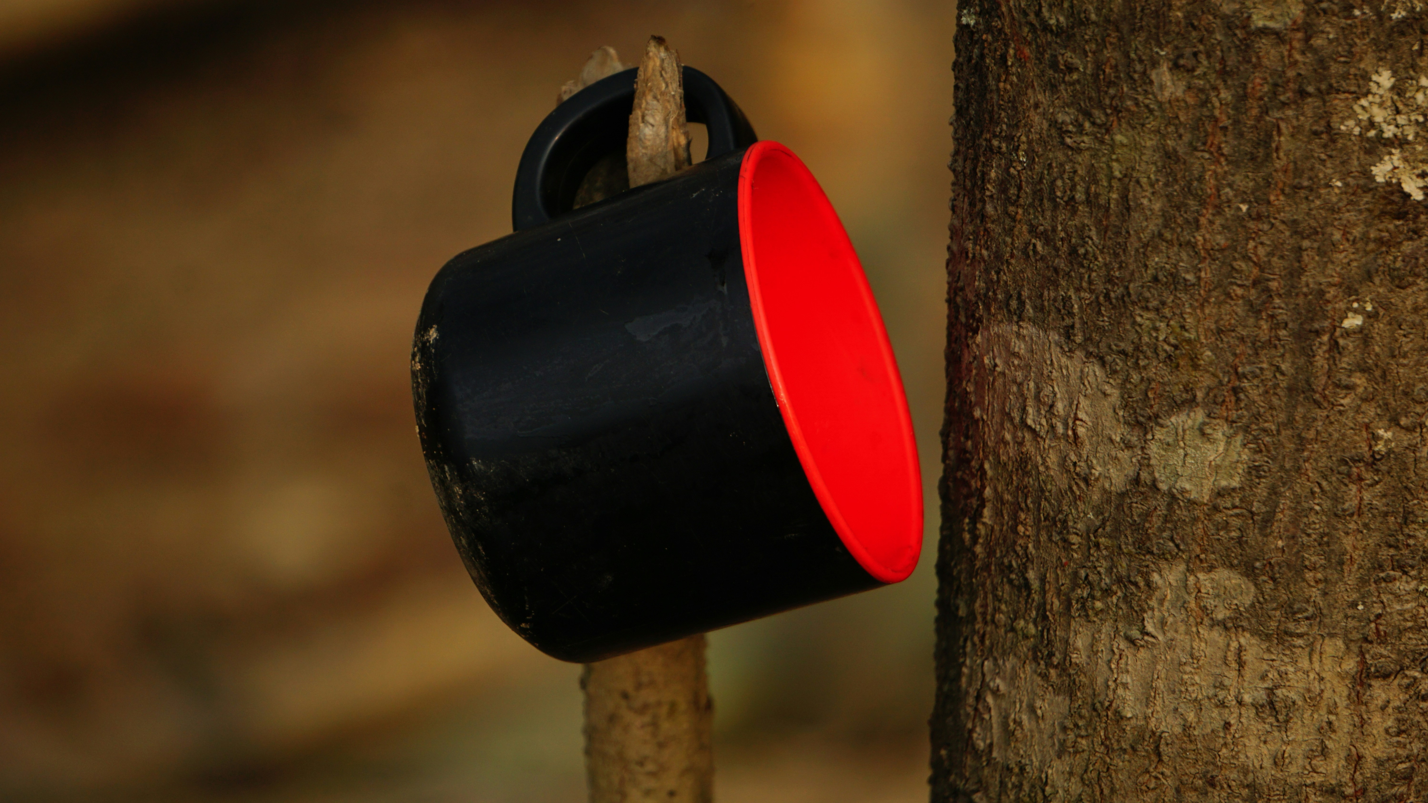 Red-lined Mug as Sentinel: A forest scene with a close-up of a suspended black mug