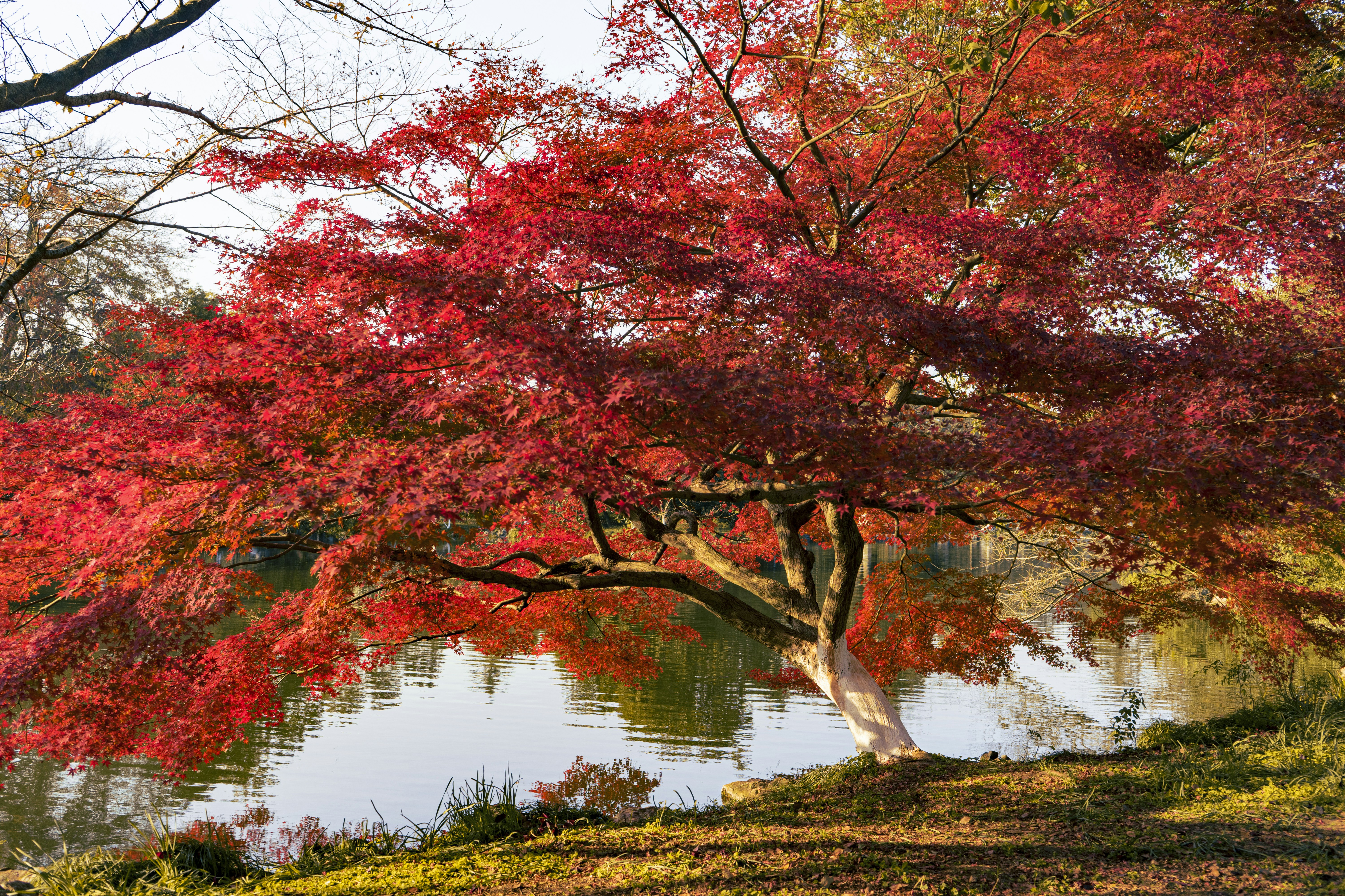 A tree with red leaves near a body of water photo – Free Tree Image on ...