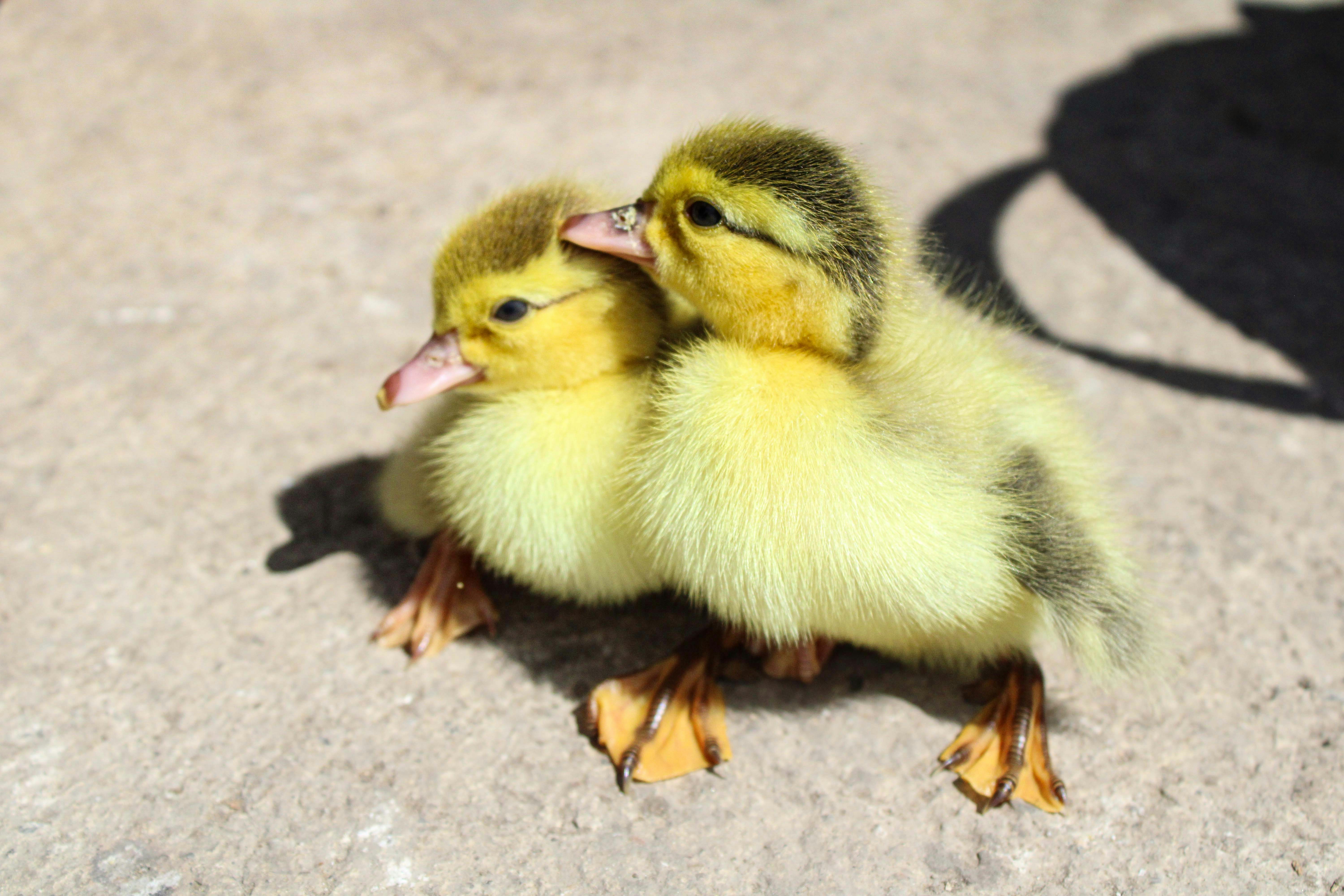 30,000+ Cute Duck Pictures | Download Free Images on Unsplash