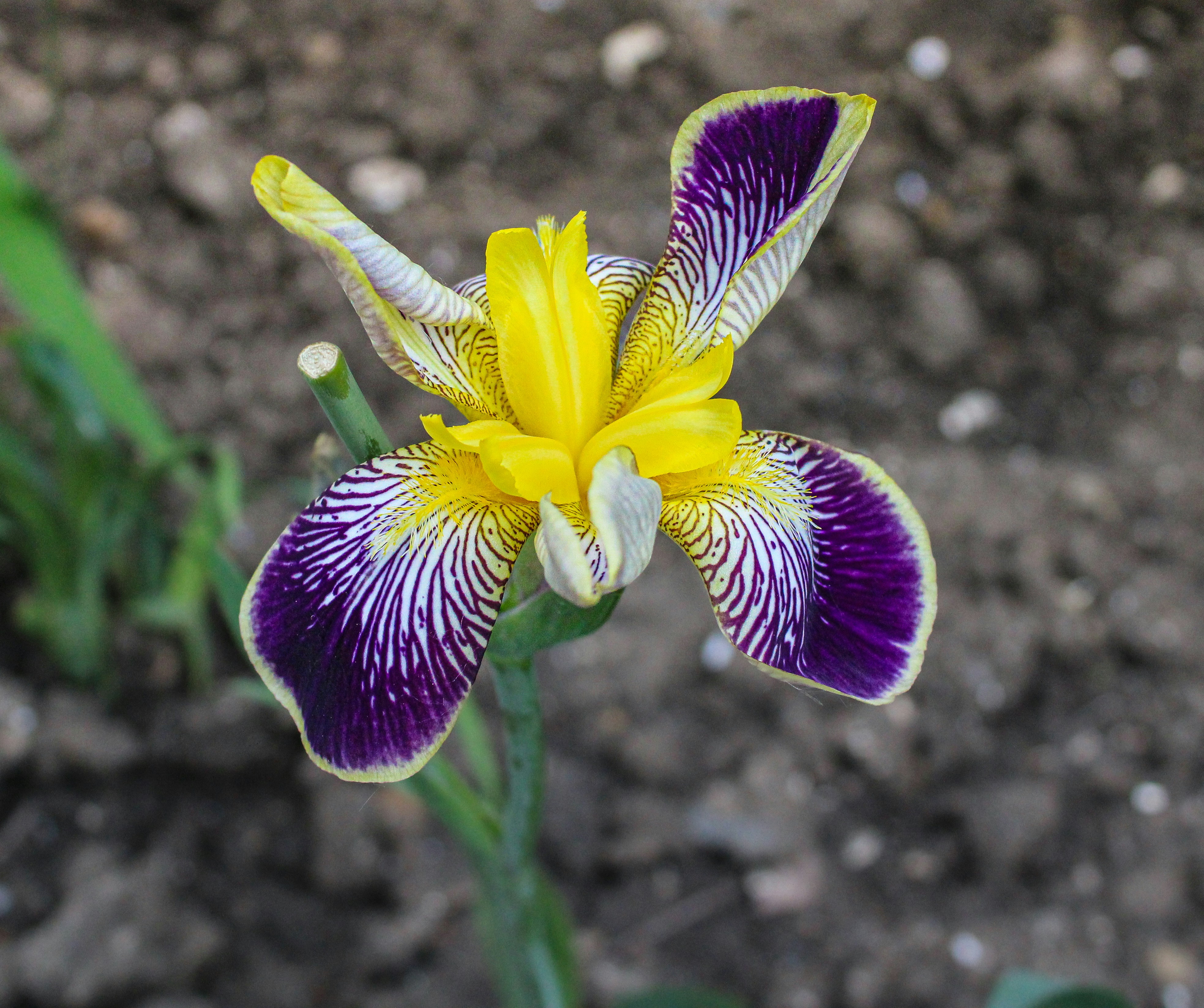 Iris Crown on Cracked Soil: A Two-Tone Bloom with Veined Petals