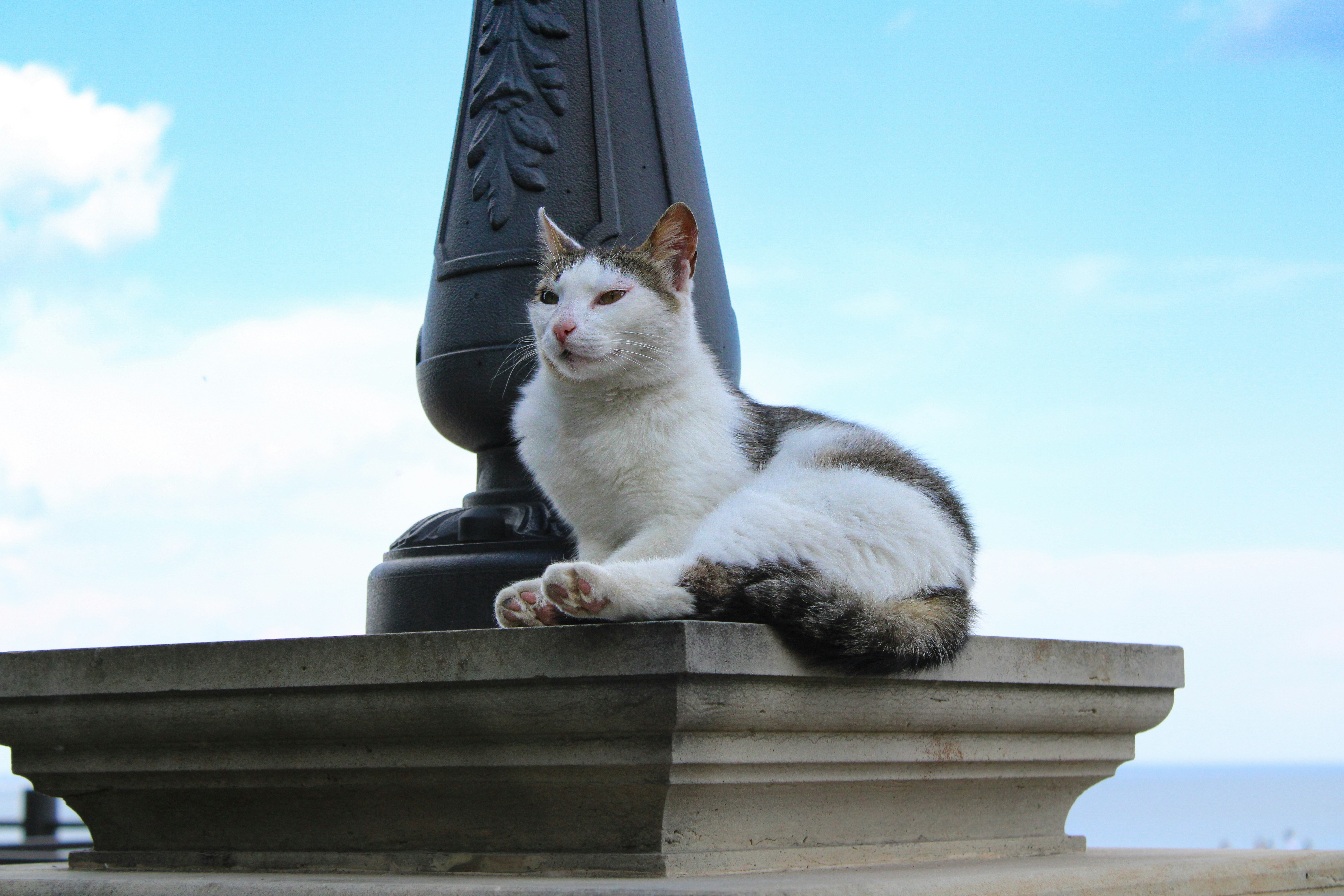 A relaxed cat lounging on a stone pedestal beneath a lamp post, with a backdrop of a clear blue sky. The scene captures a moment of tranquility in a lively environment.