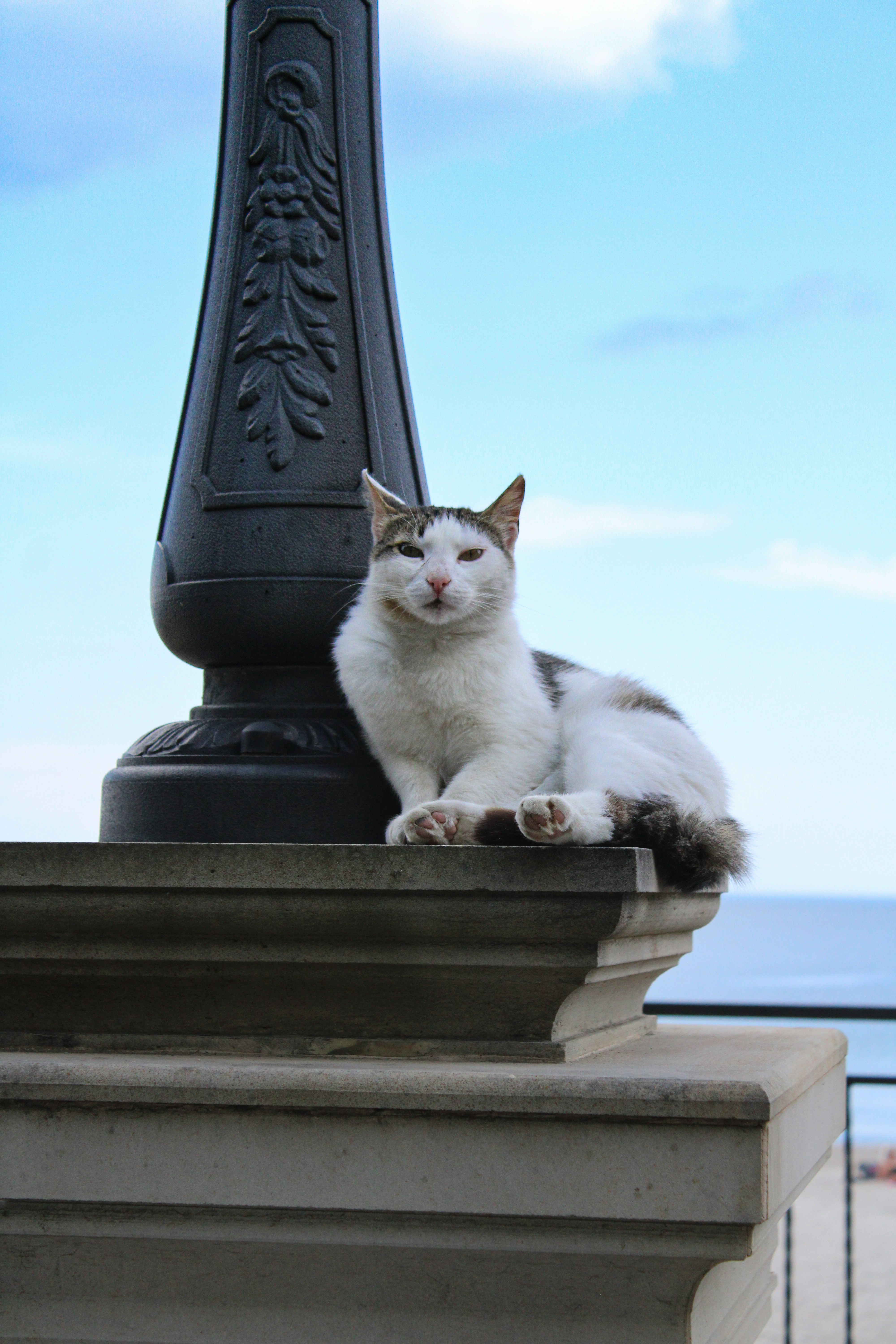 Lounge on the Lighthouse: feline sentinel by the lamp