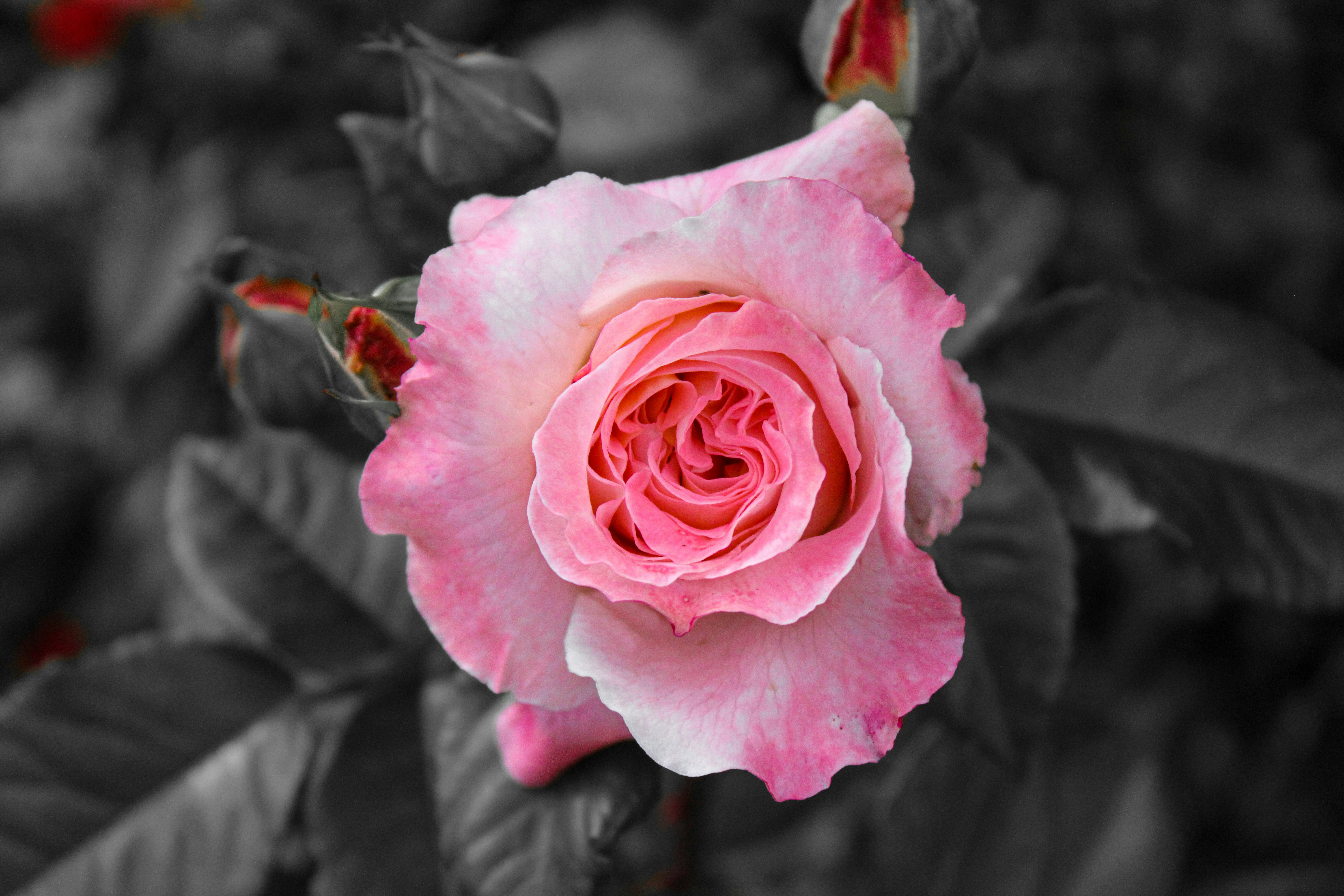 Blooming pink flower on the grey background
