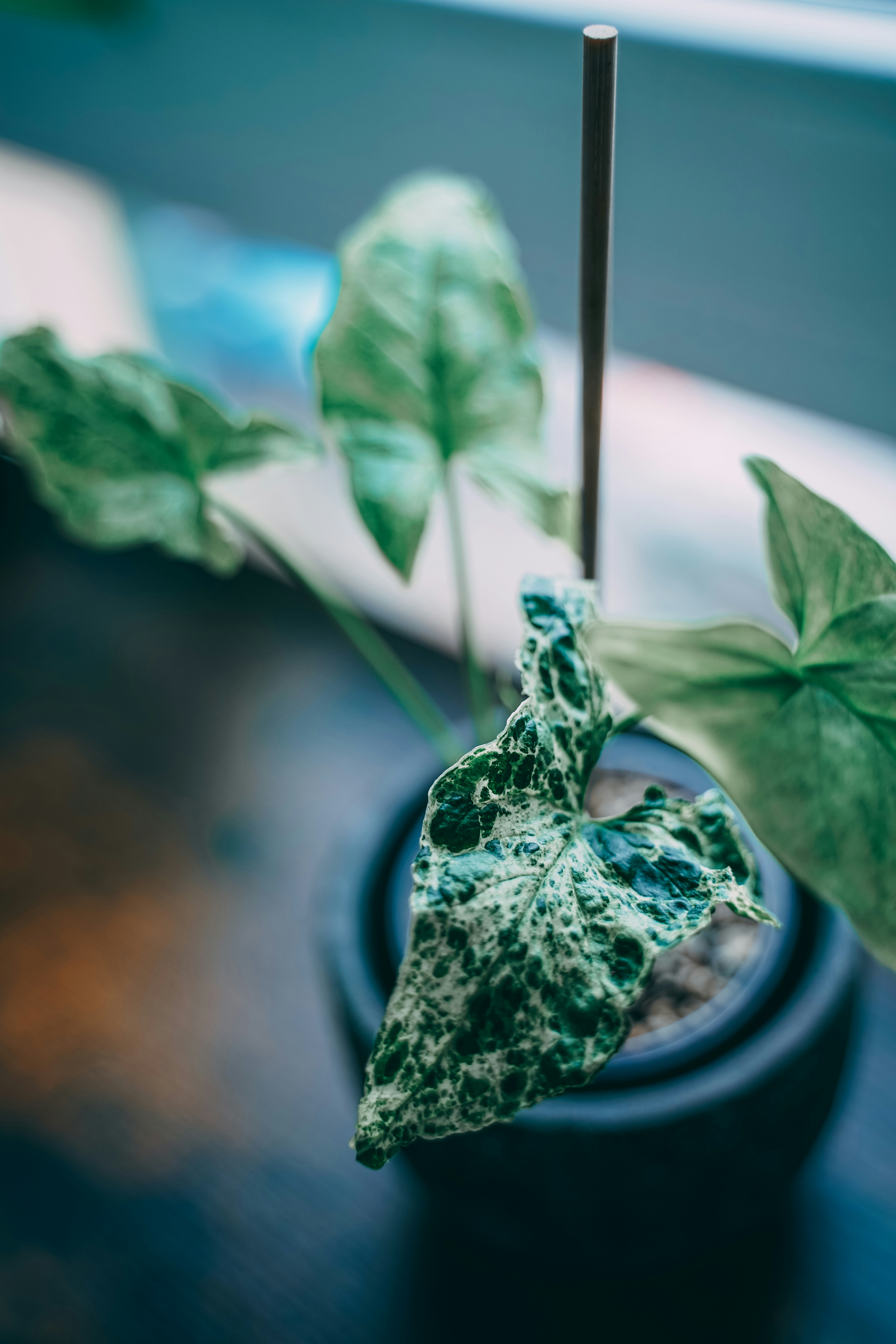 Leafy Portrait in Soft Focus: A Potted Plant with a Duct-Cover Stripe