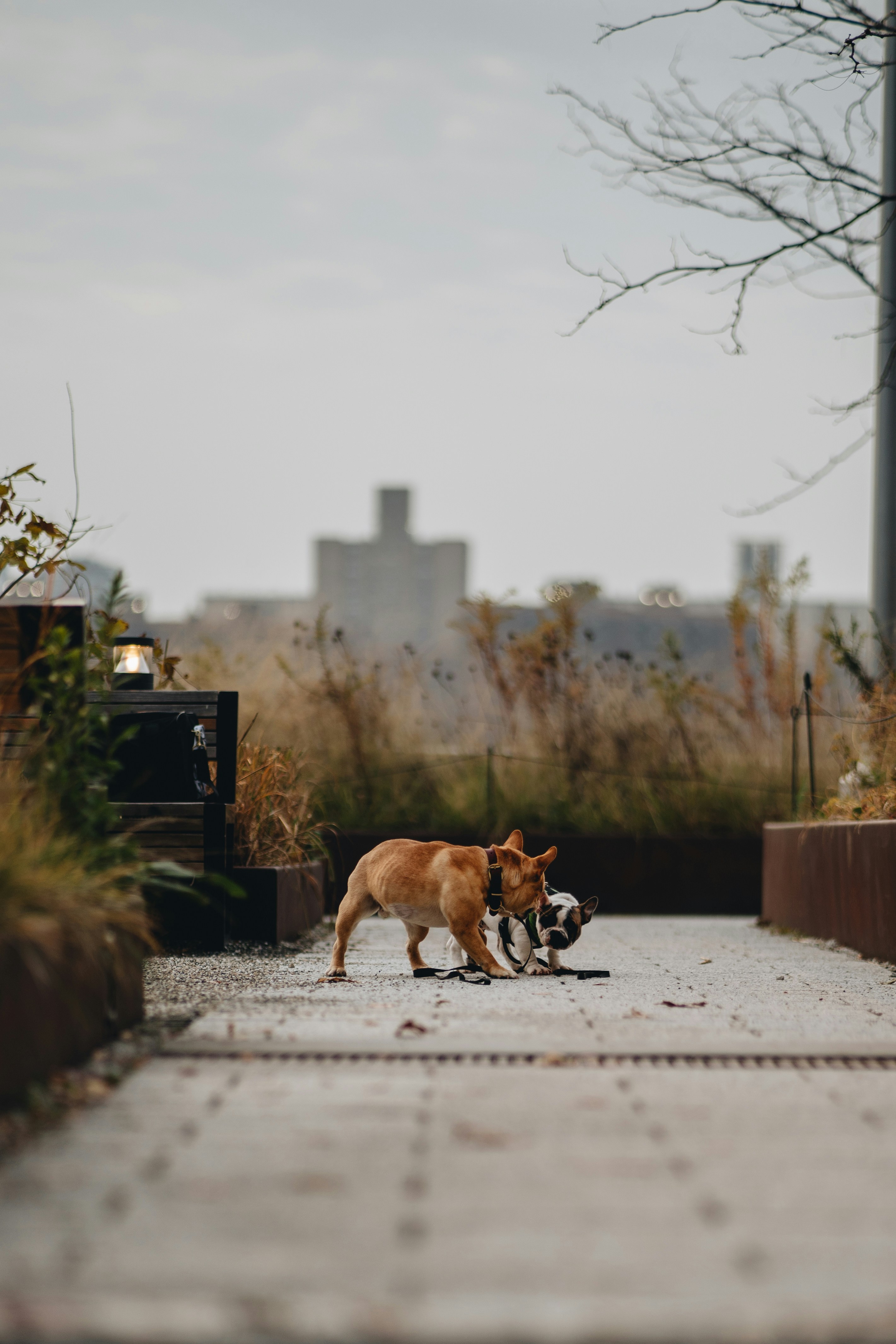 a couple of dogs standing next to each other