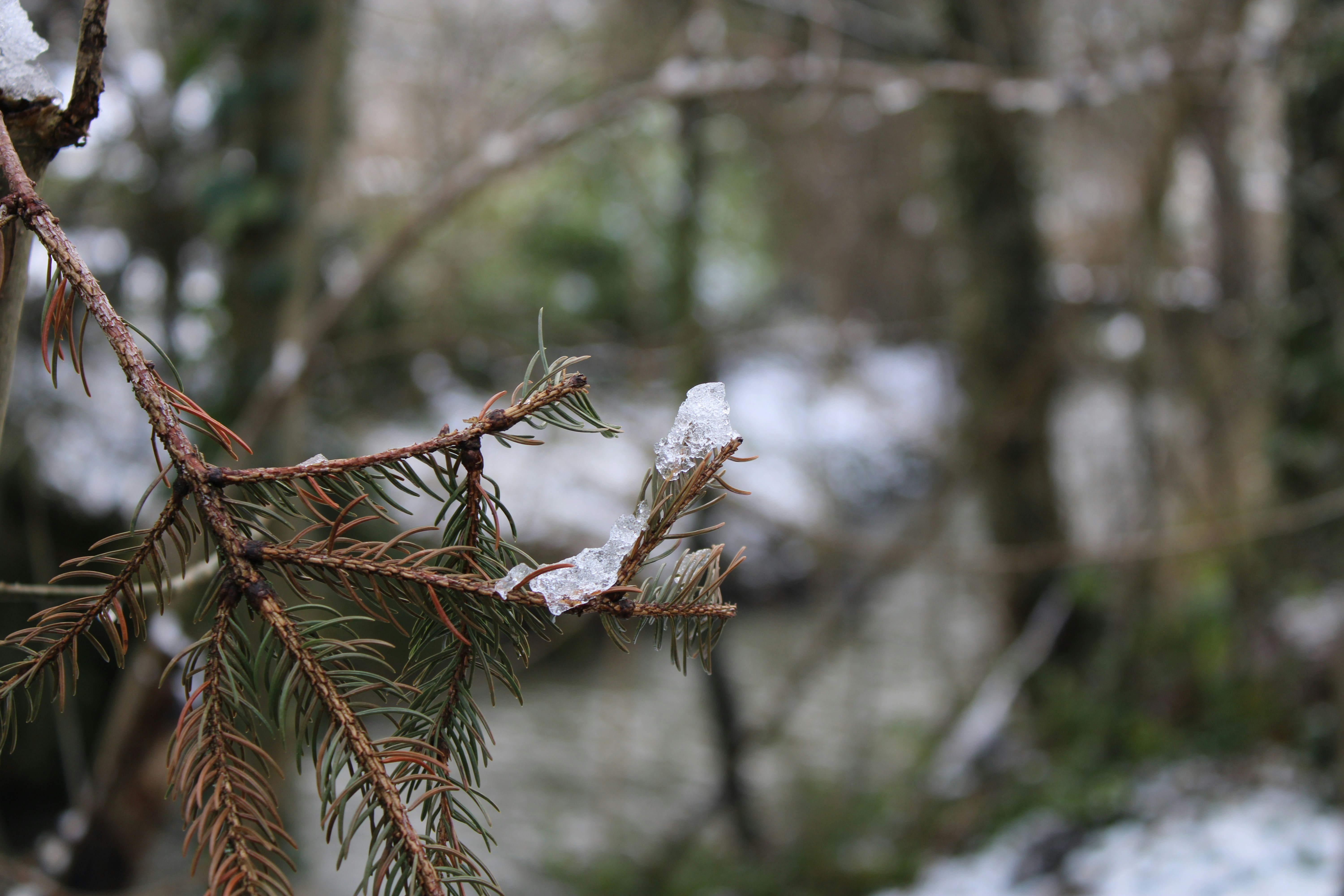 Whispers of Winter: Nature's Icy Embrace