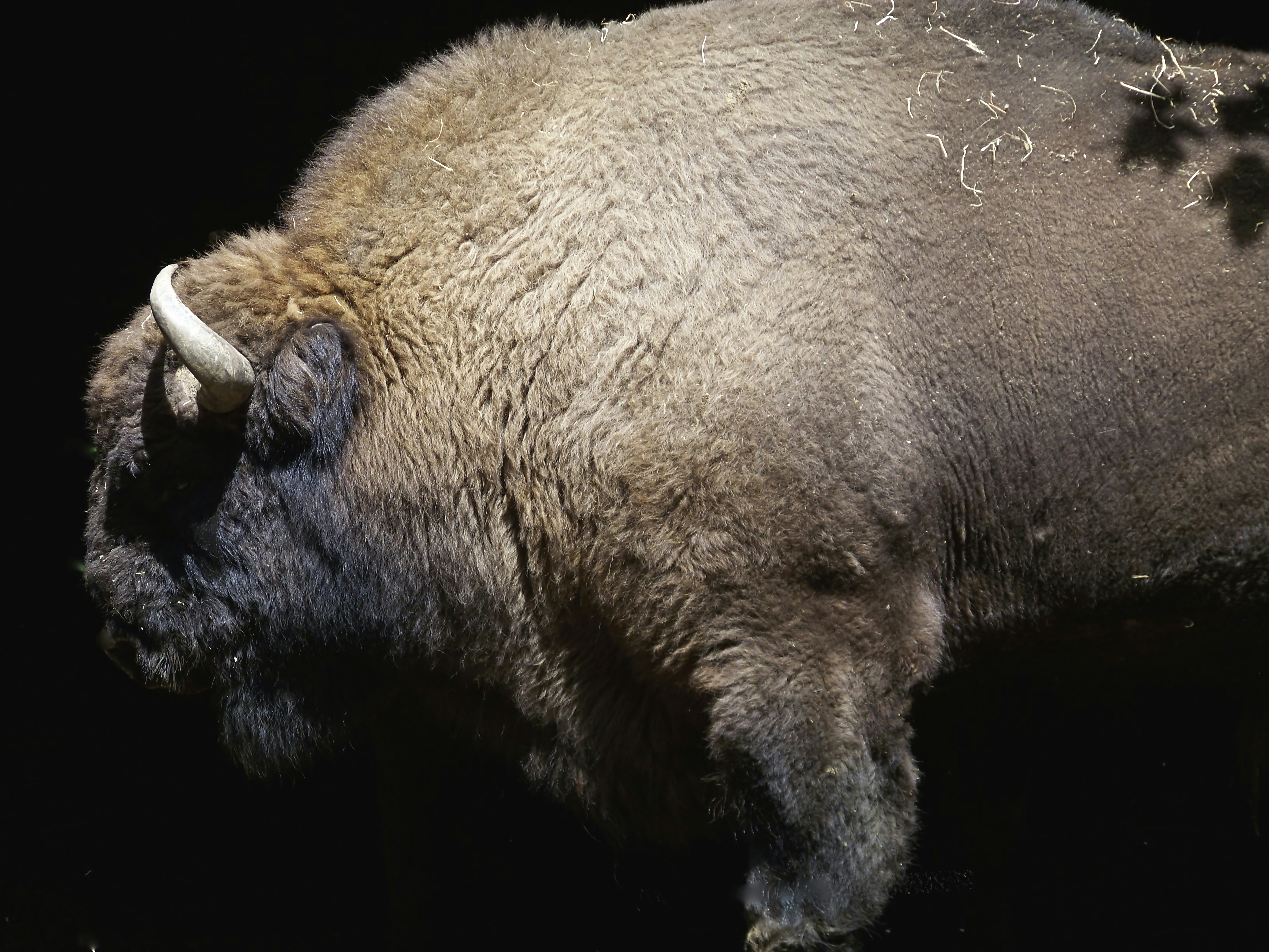 Shadowed Grassland Giant: A Lone Bison Emerges from Darkness