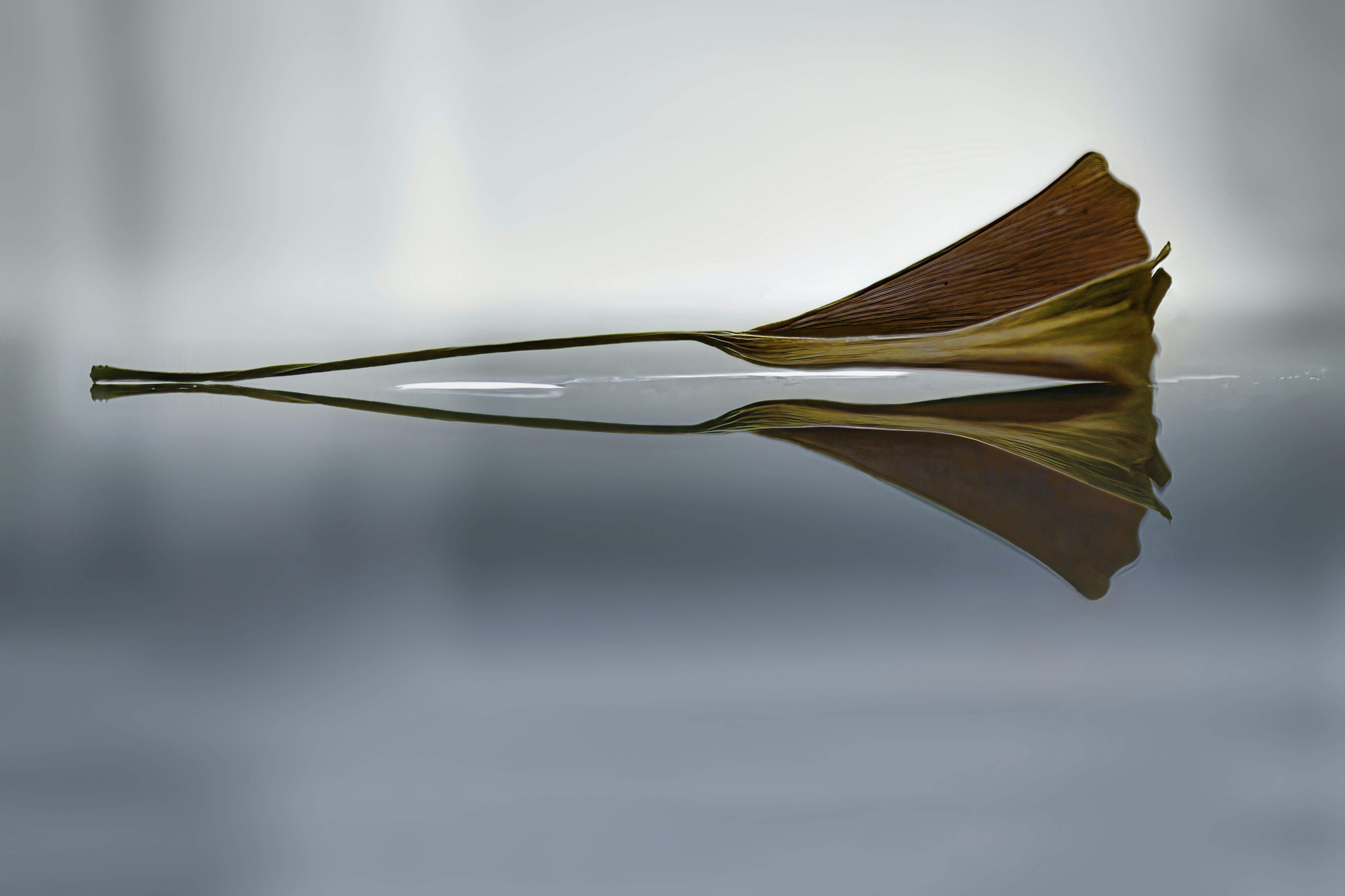 A delicate flower petal resting on a reflective surface, showcasing its intricate details and natural hues.