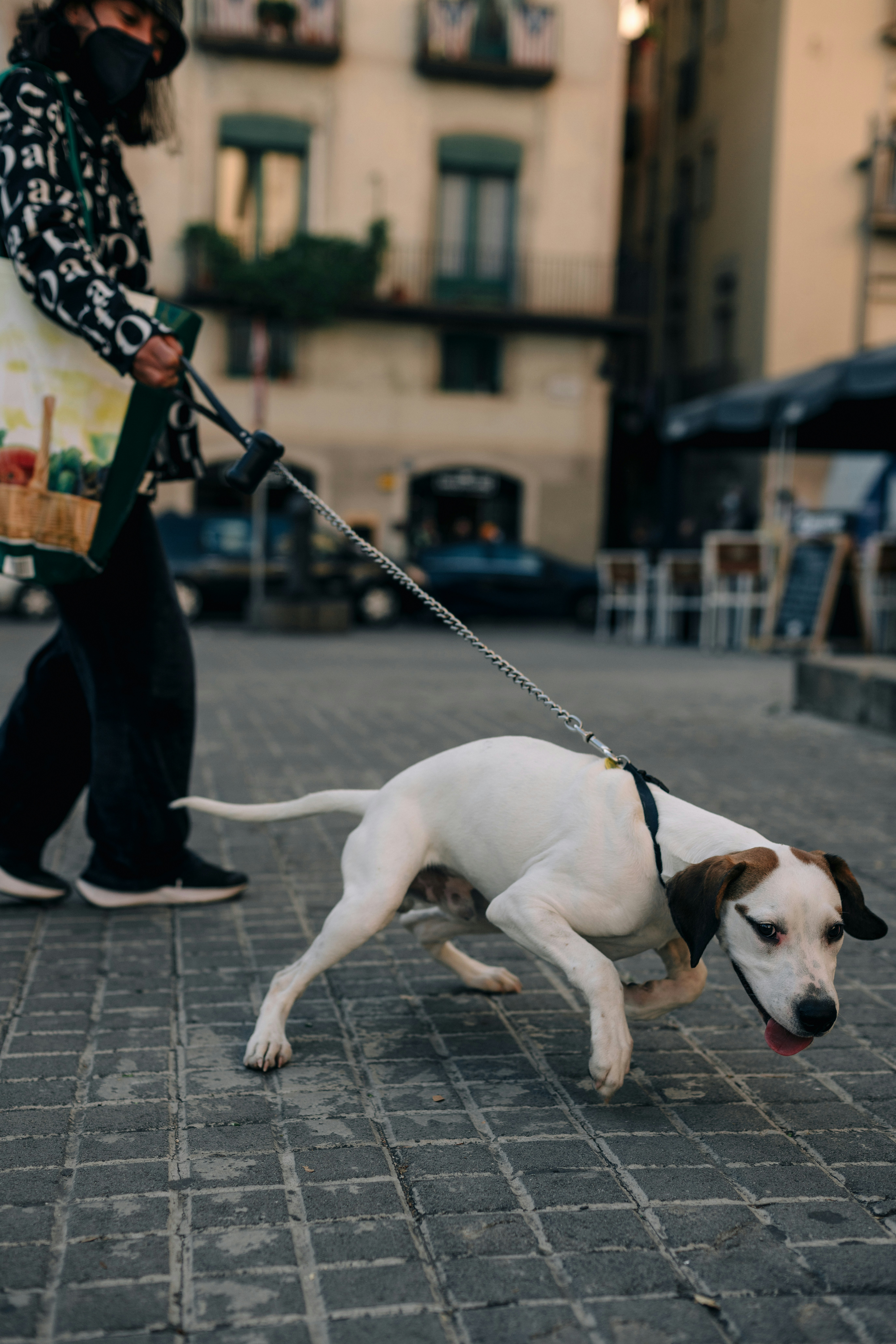 A person walking a dog on a leash photo – Free Barcelona Image on Unsplash