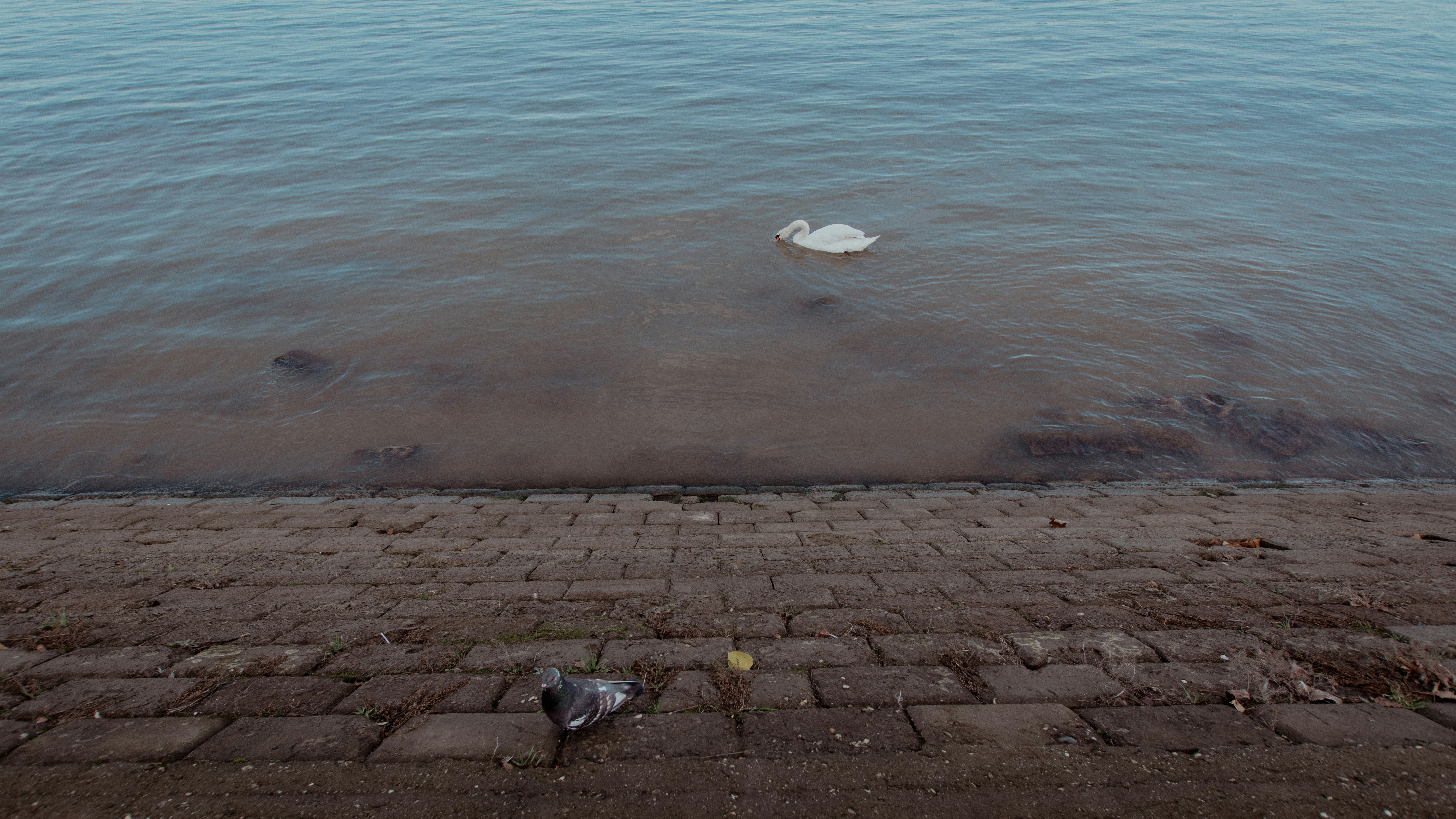 Swan at the Edge: Quiet Riverside by a Weathered Brick Embankment