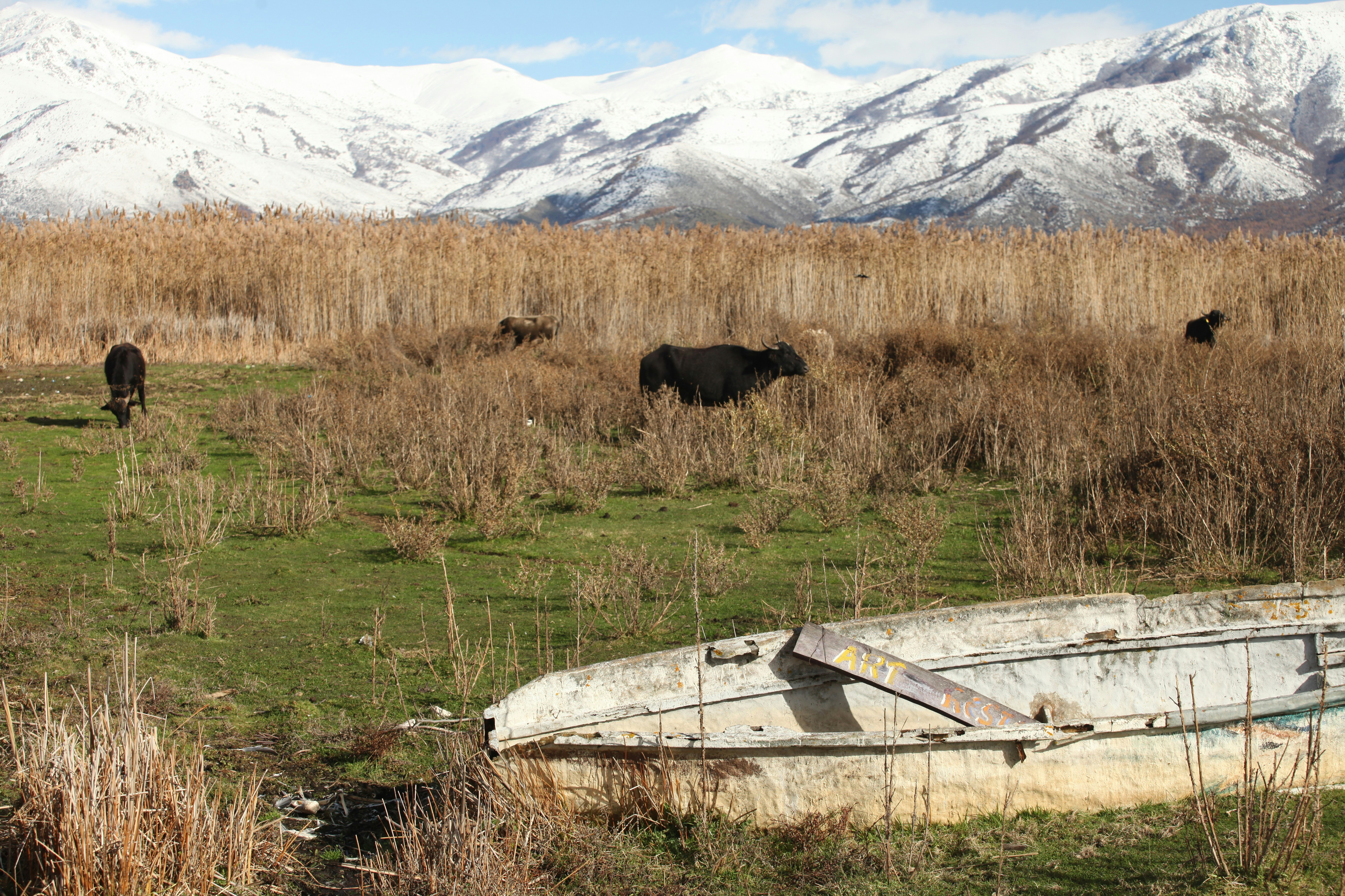 Cattle in a golden field by a weathered boat with snow-kissed mountains